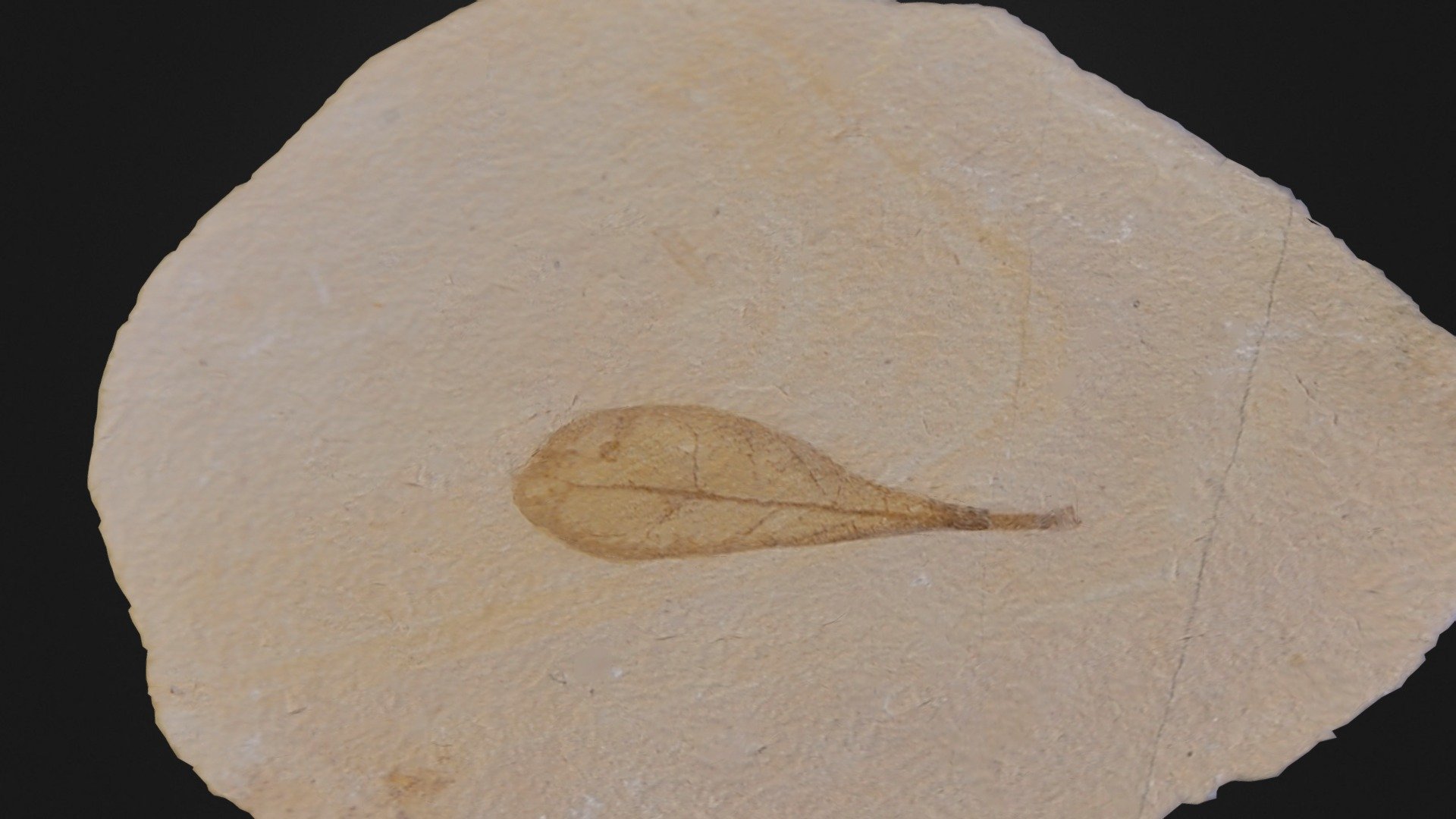 LEAF FOSSIL - 3D model by 3D Fossils (@conqueror78) [5c30de8] - Sketchfab
