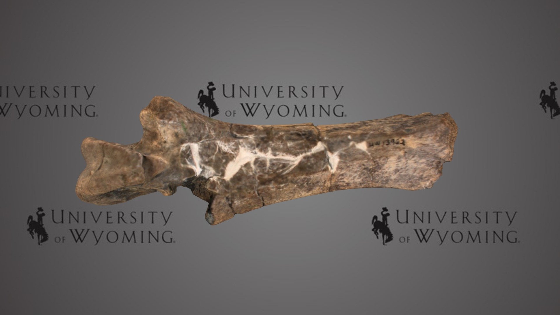 UW 13962 - Diatryma sp., Bone - Download Free 3D model by University of ...
