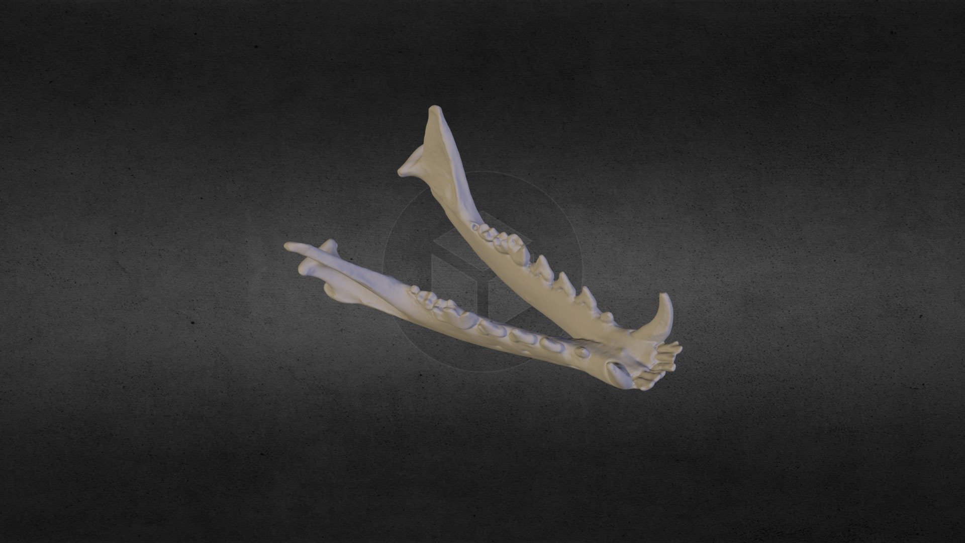 Mandible of a red fox - Download Free 3D model by Girugamesh17 [5c3d956 ...