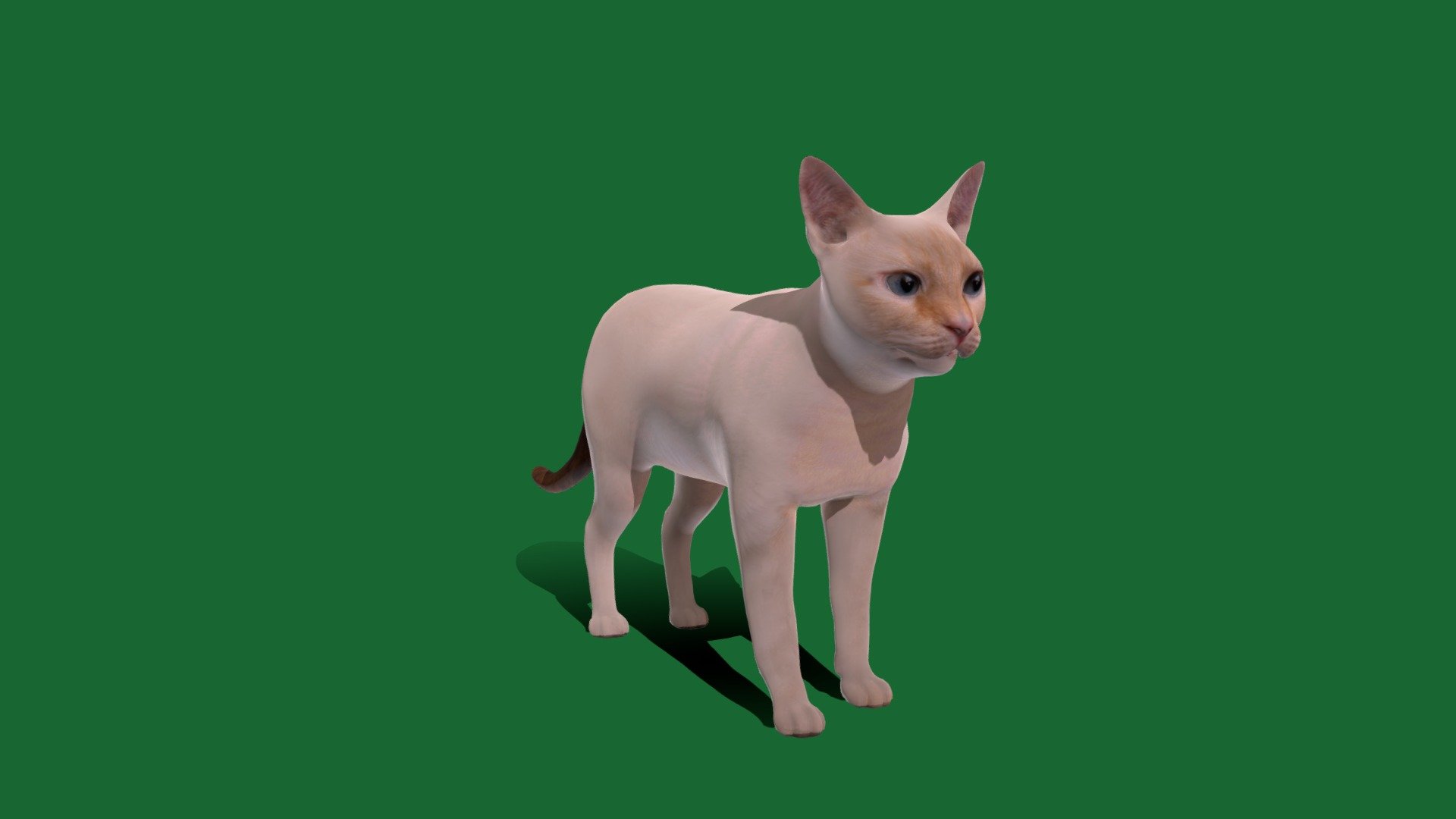 Red Point Siamese Cat (Game Ready) - Buy Royalty Free 3D model by ...