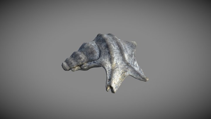 Seashell 3D models - Sketchfab