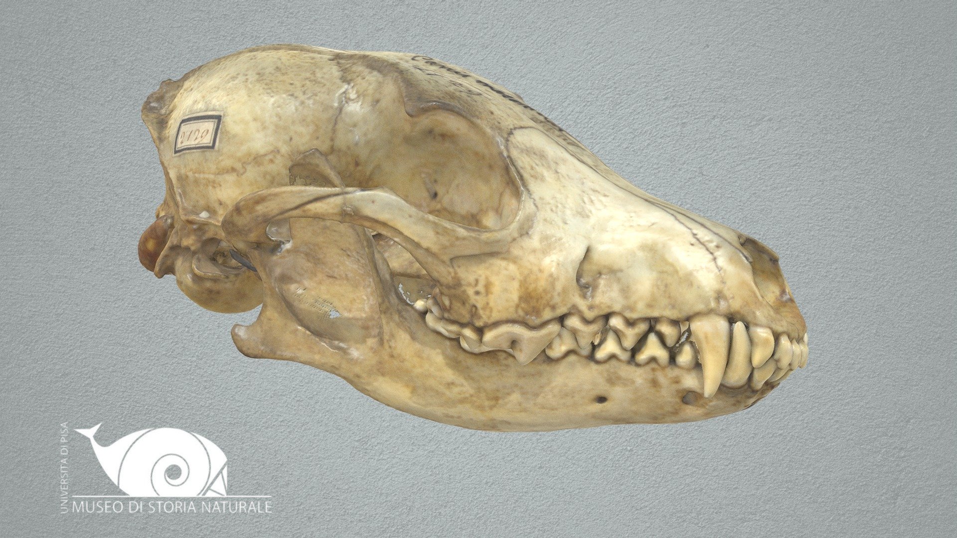 Black-backed jackal - 3D model by Natural History Museum, University of ...