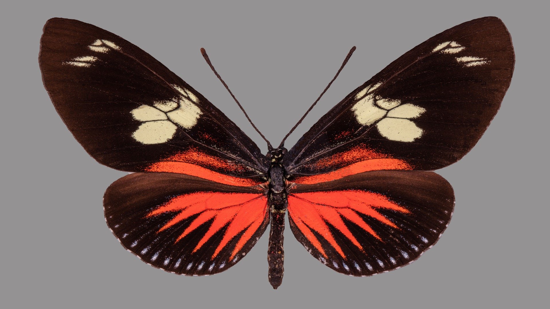 Heliconius doris eratonius - 3D model by VirNat [5c5875c] - Sketchfab