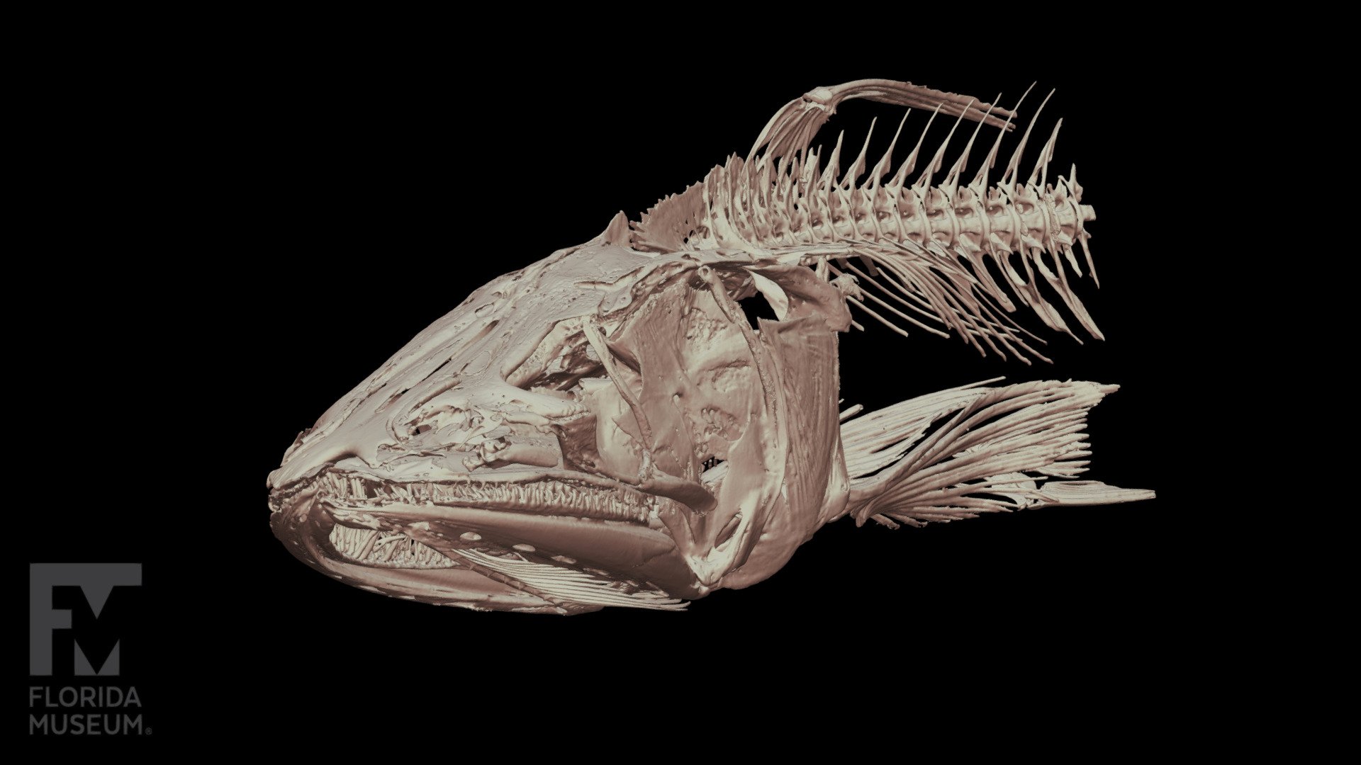 Wallago Catfish - 3D model by FloridaMuseum [5c5d63e] - Sketchfab
