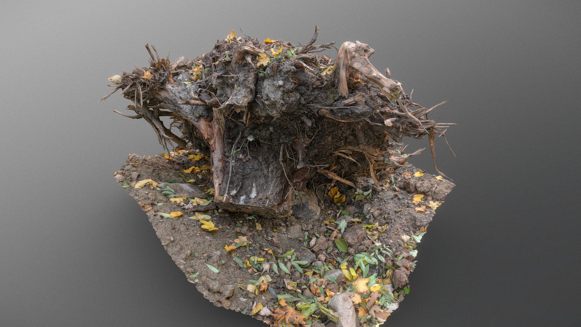 Torn fallen maple tree - 3D model by matousekfoto [5c5e3ee] - Sketchfab