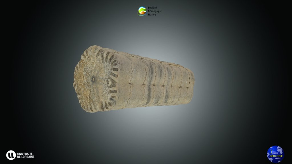 Fossil - A 3D model collection by baxterbaxter - Sketchfab
