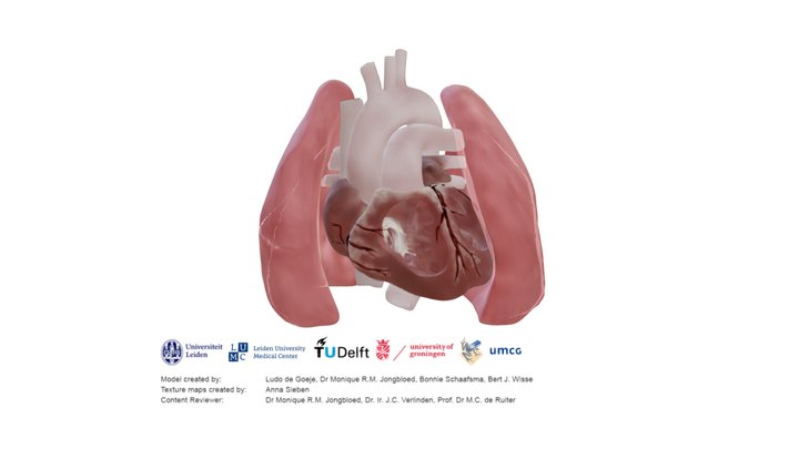 Healthy heart and lungs - Download Free 3D model by E-learning UMCG ...