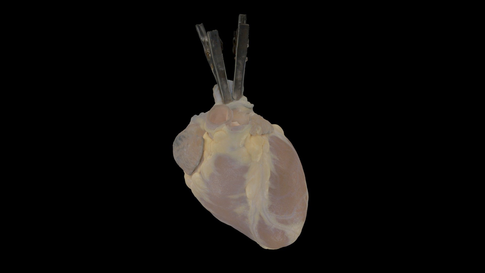 Pediatric Human Heart - Download Free 3D model by VisibleHeartLabs ...