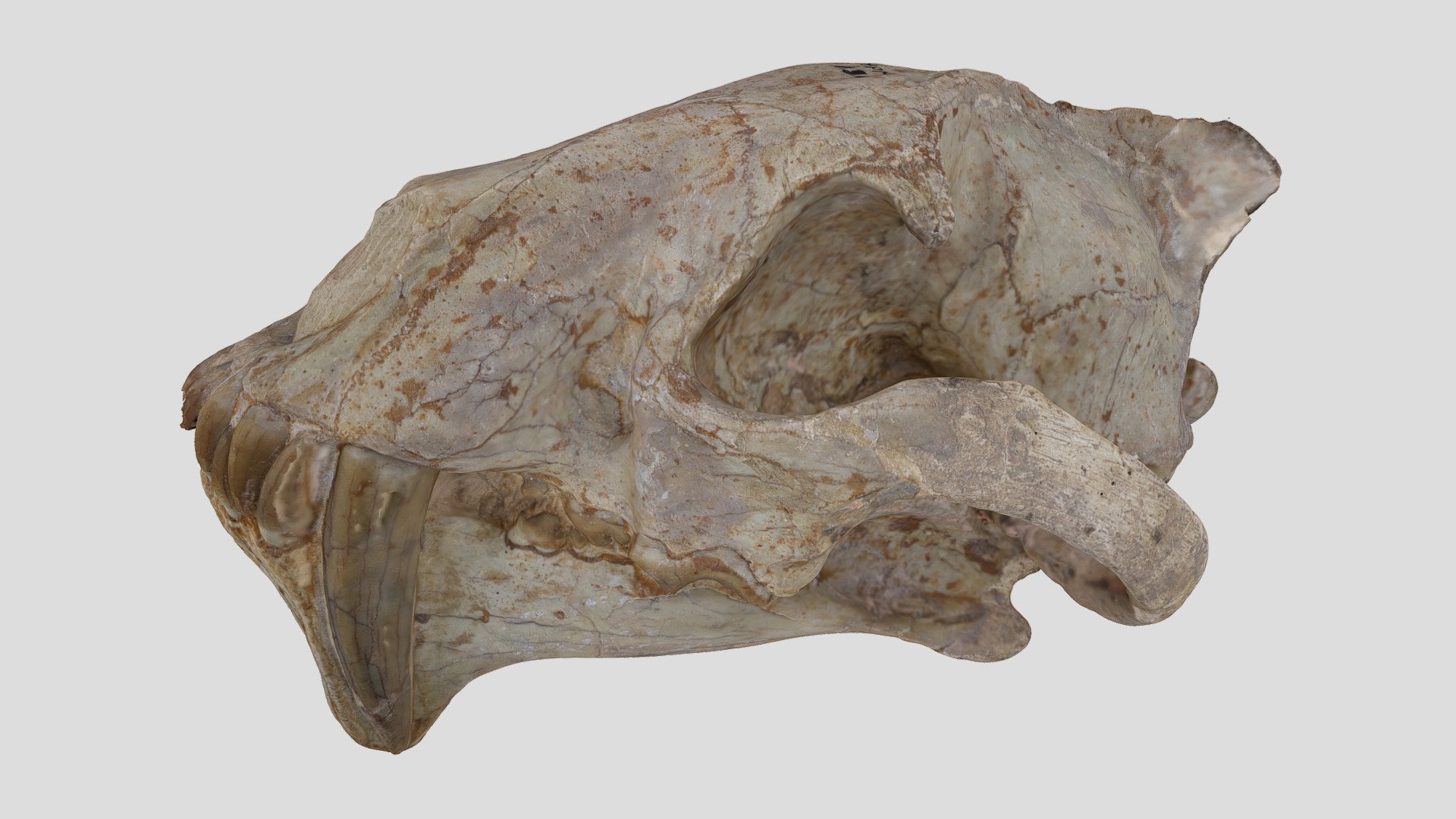YPM VPPU.013628 Hoplophoneus primaevus, skull - Download Free 3D model ...