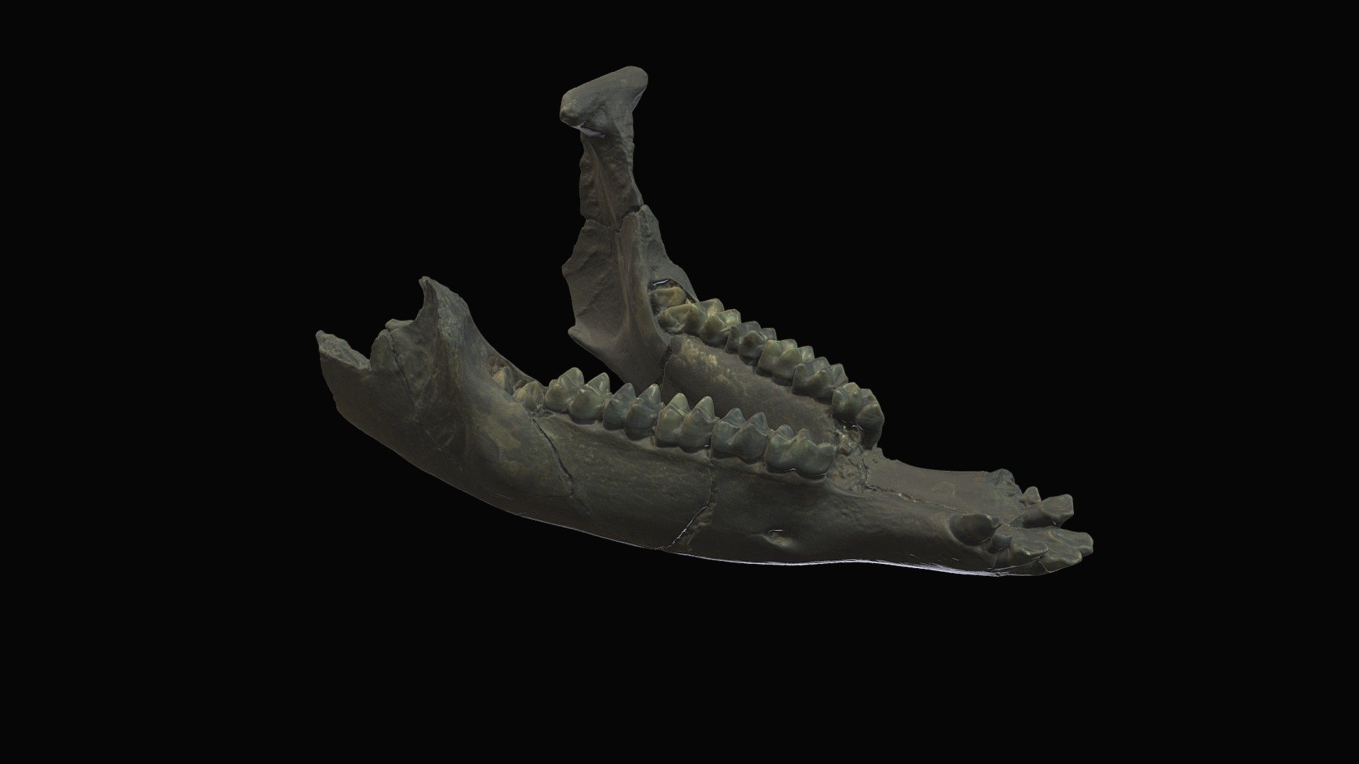 Dwarf Tapir jaw. Gray Fossil Site, TN. - Download Free 3D model by ETSU ...
