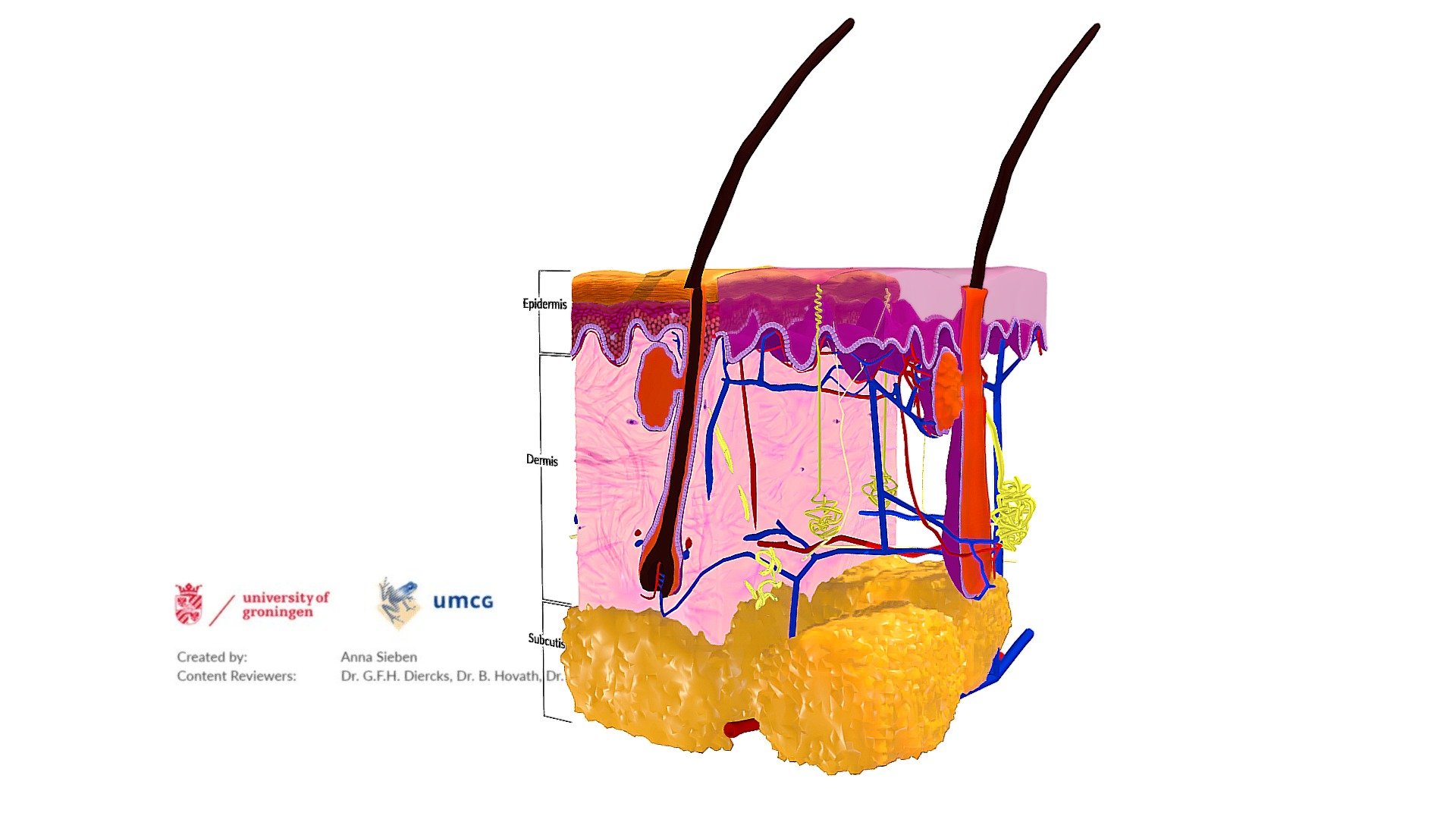 Anatomie van de huid - Download Free 3D model by E-learning UMCG ...