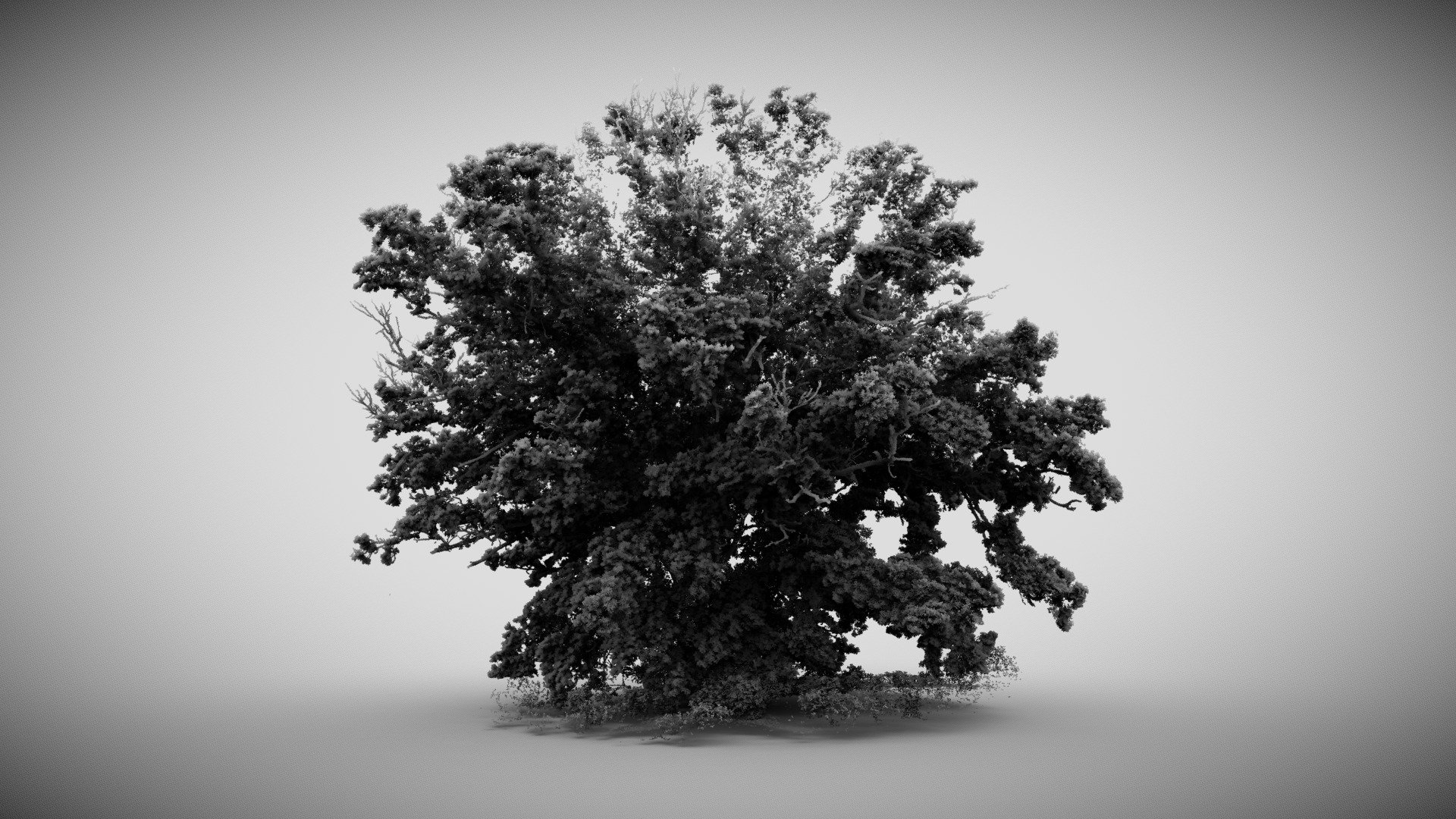 Eddington Oak, Cambridge - 3D model by SCATTER (@SCATTER.project ...