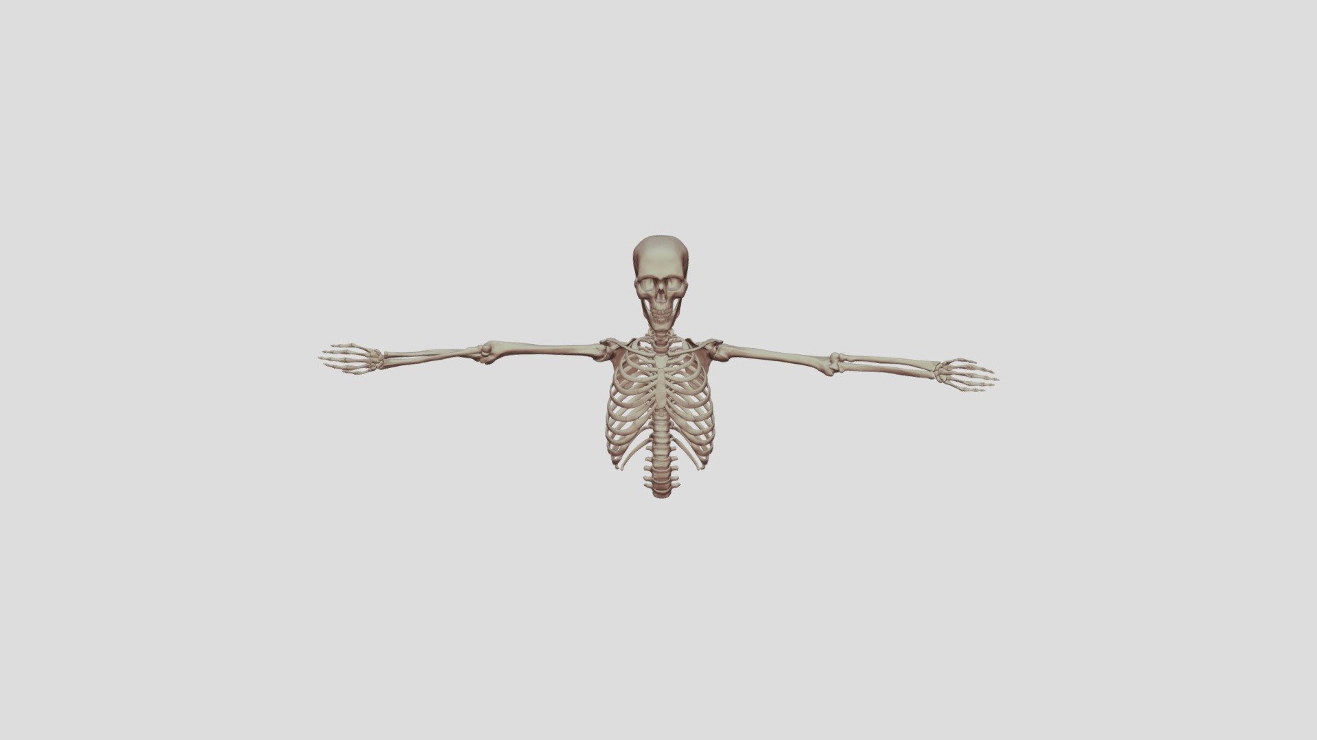 Pronation Of The Right Arm Skeleton - 3D model by Digital Ecorche ...