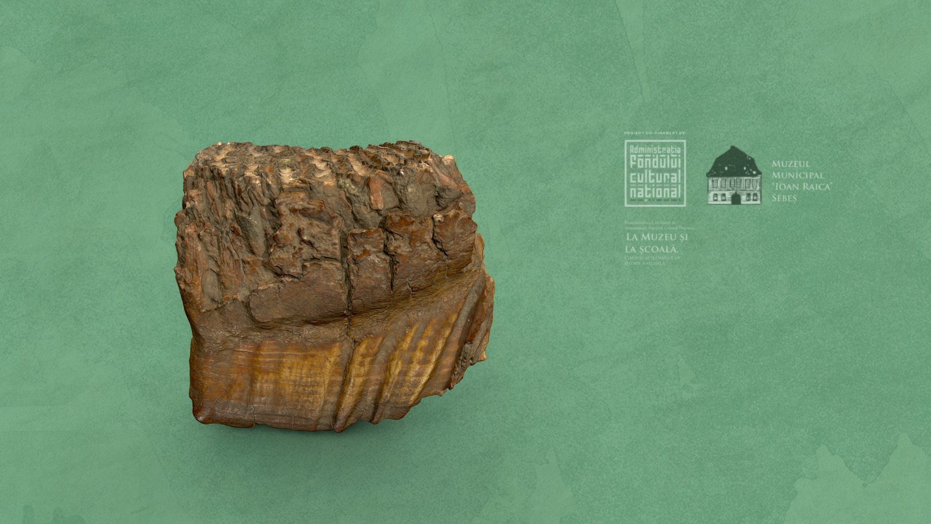 Mamutul lânos (Mammuthus primigenius)_molar - 3D model by Muzeul ...