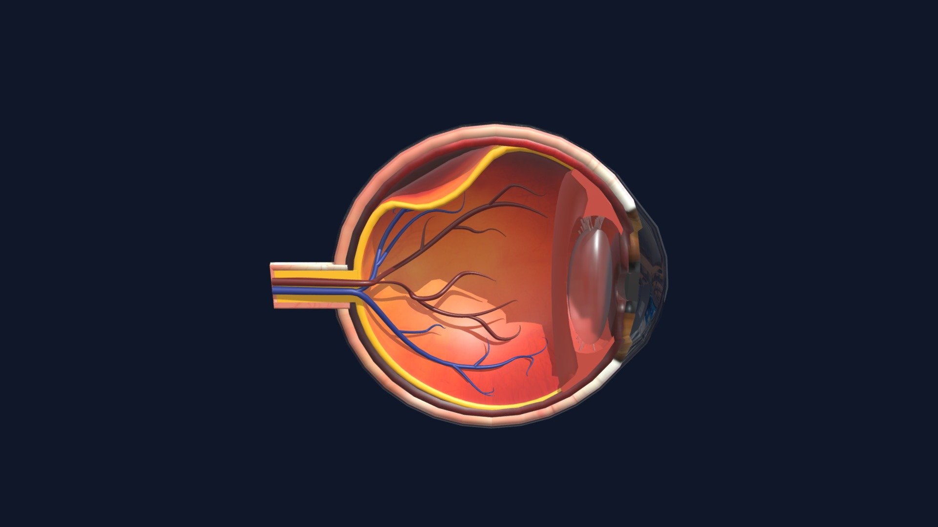 eye_Base_detached 2 - 3D model by Strange Beast Design ...