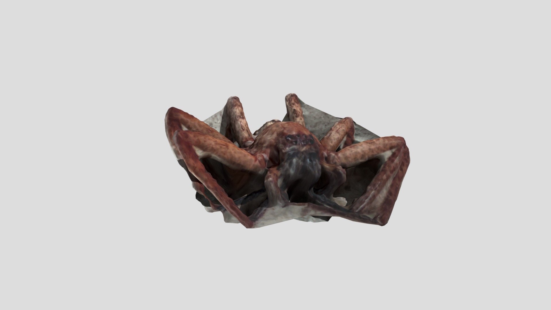 Spider Shell Close Up - 3D model by Jimmy Gunawan (@jimmygunawan ...