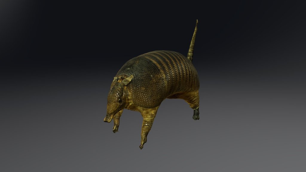 Armadillo - 3D model by aellis43 [5ca1cf0] - Sketchfab