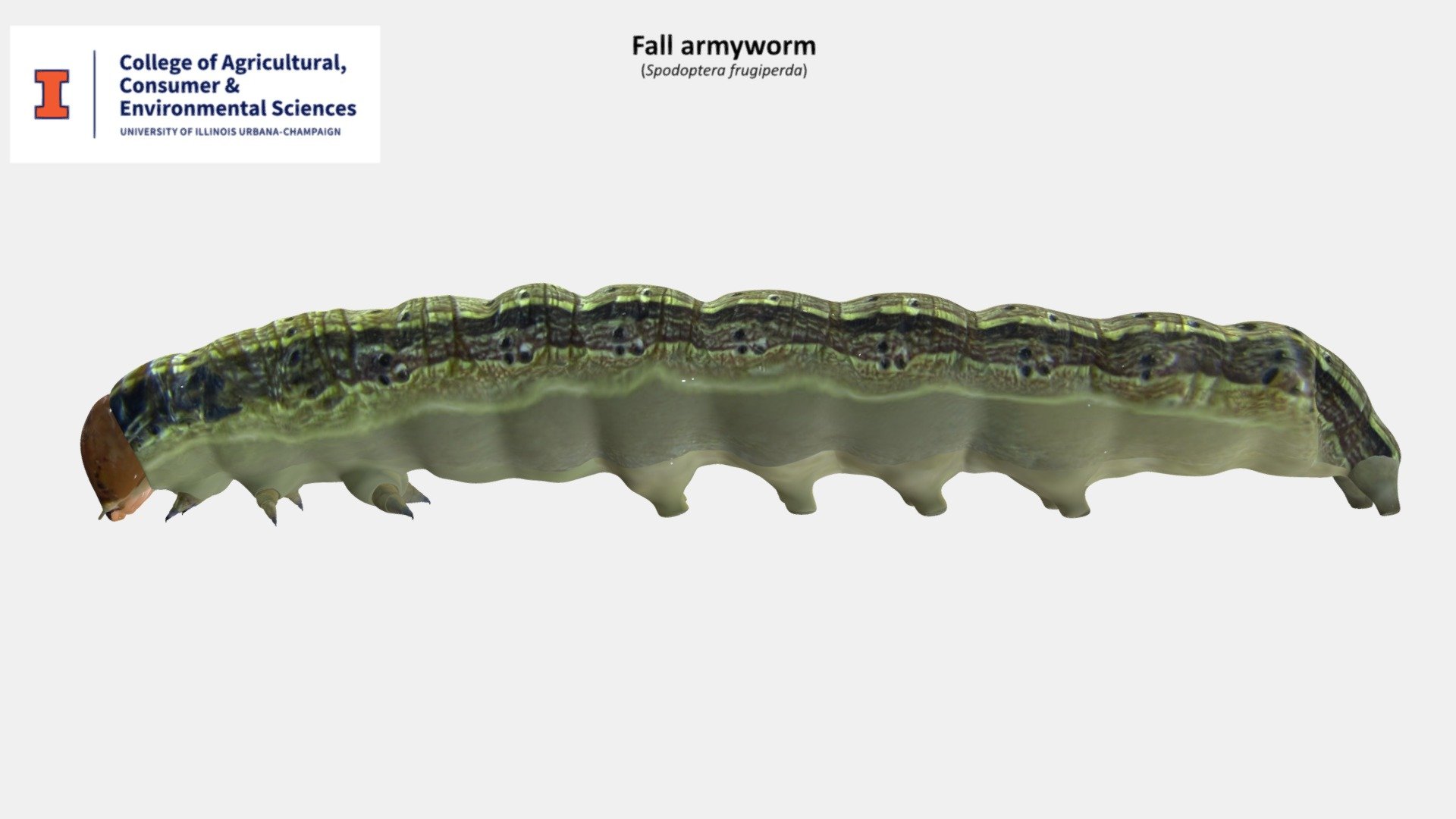Fall armyworm - 3D model by Yony T. Callohuari (@ycallohuari) [5ca205c] - Sketchfab