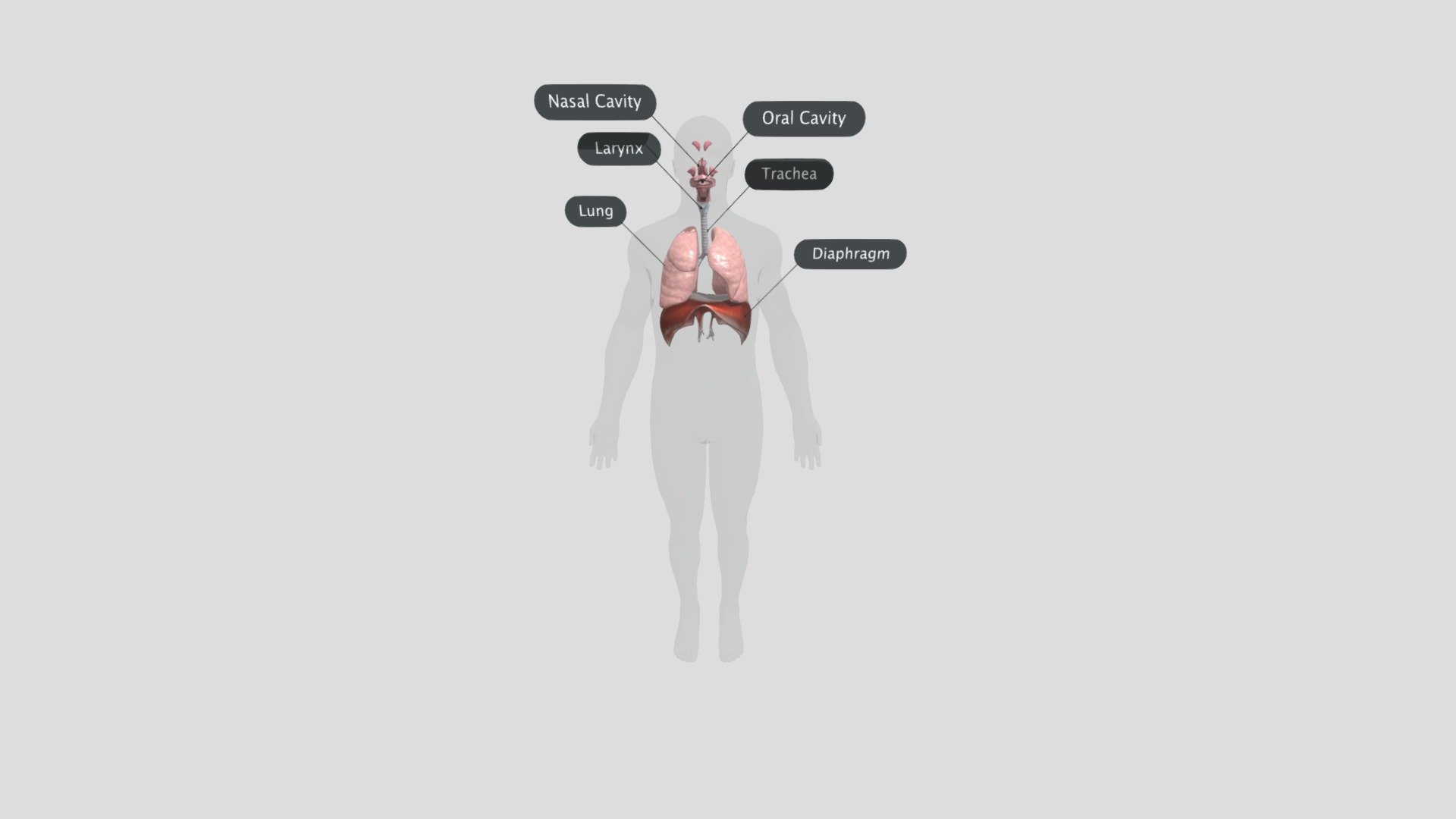 respiratory_system - 3D model by Dafnevalentina [5ca2c17] - Sketchfab