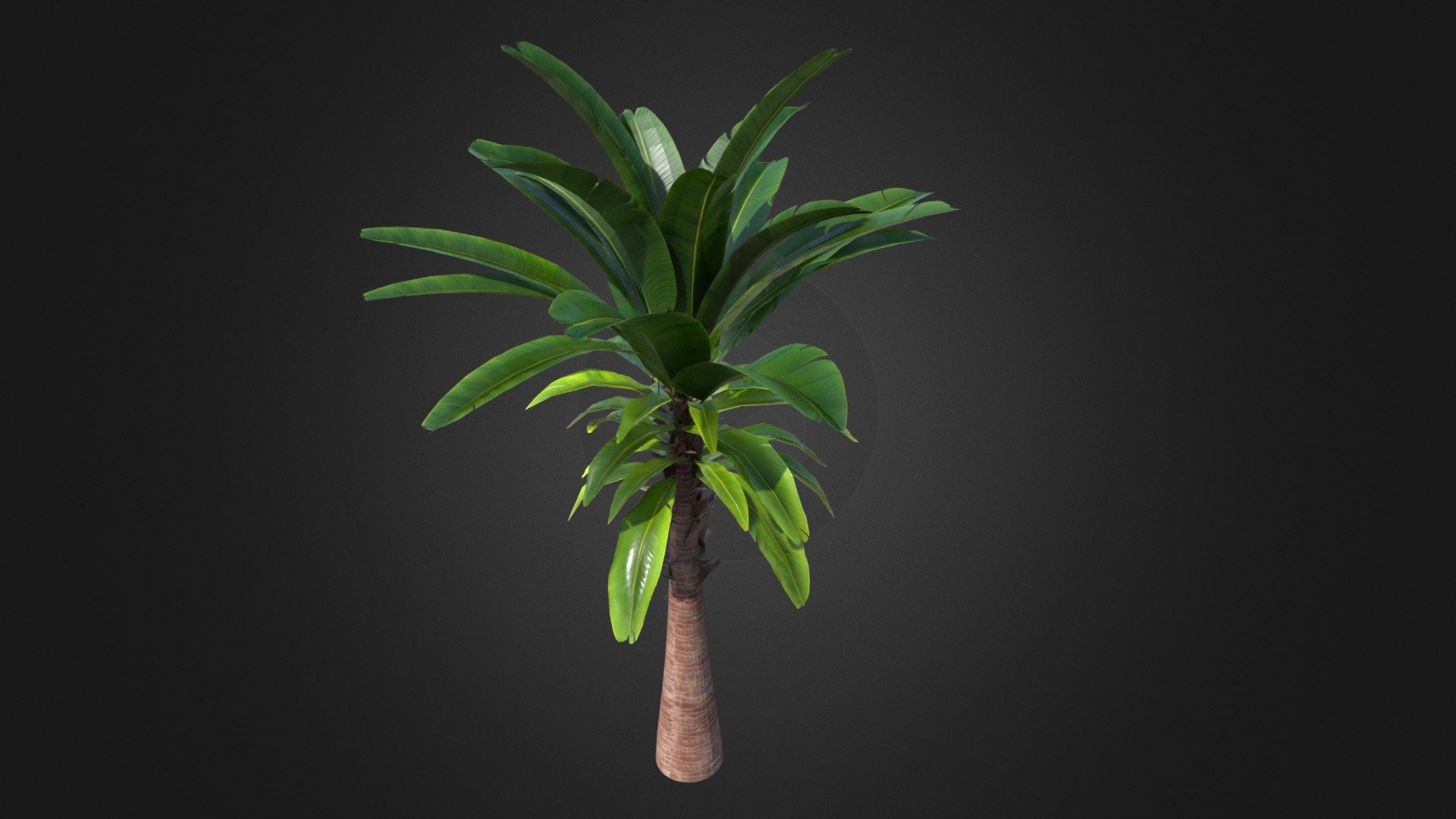 Banana Tree - Download Free 3D model by Garecra [5cb46e6] - Sketchfab