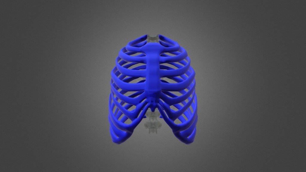 Ribcage - 3D model by LEDez [5cc910d] - Sketchfab