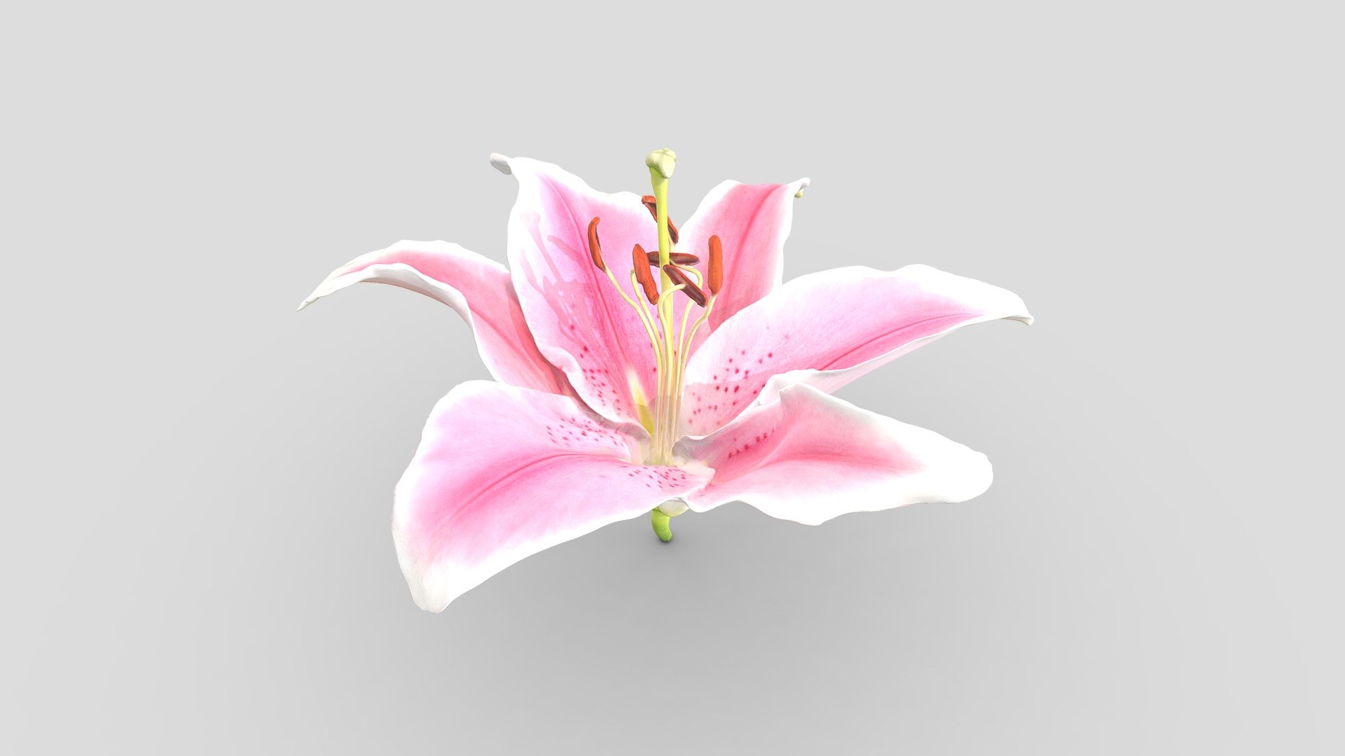 Pink Lilly - 3D model by 360Fabriek [5ccd4a2] - Sketchfab