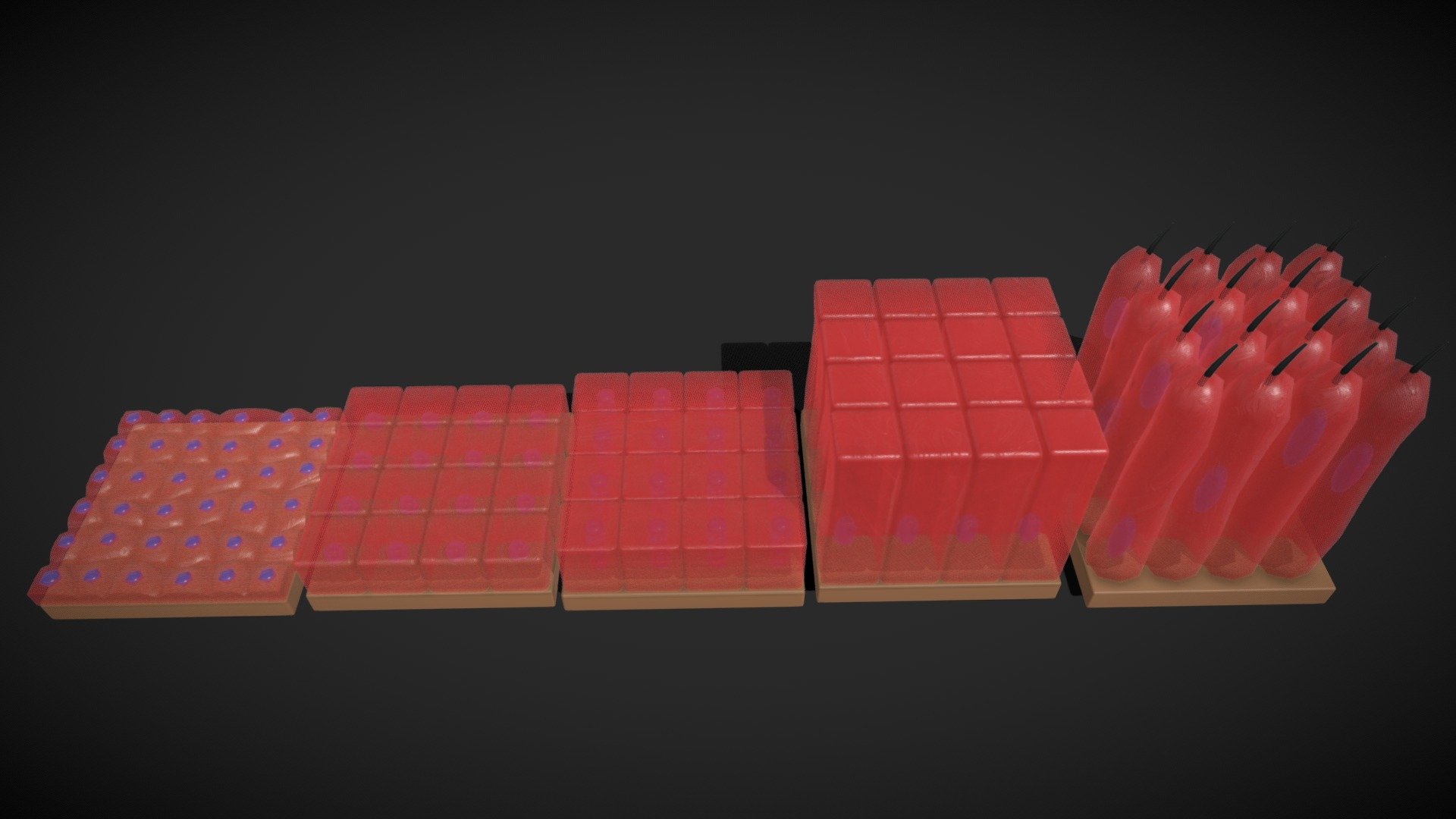 Epithelium tissue - Buy Royalty Free 3D model by Deepak_Sharma [5cd1d28 ...