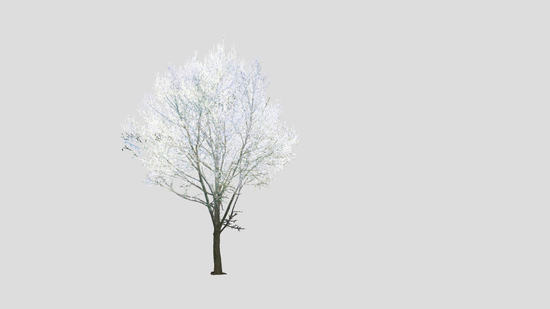Tree Point Cloud - Buy Royalty Free 3D model by magnum_opus (@tree ...