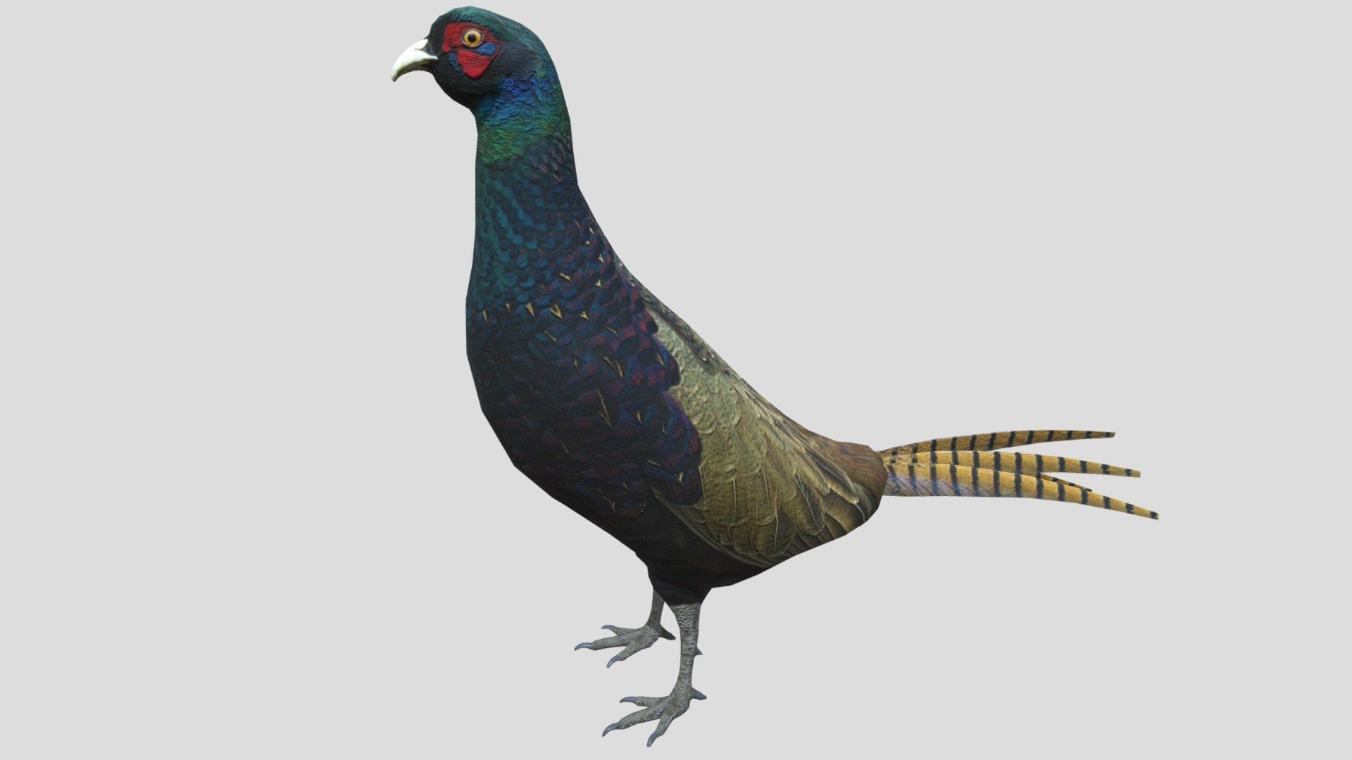 Pheasant - Buy Royalty Free 3D model by rmilushev [5cd7fb7] - Sketchfab ...