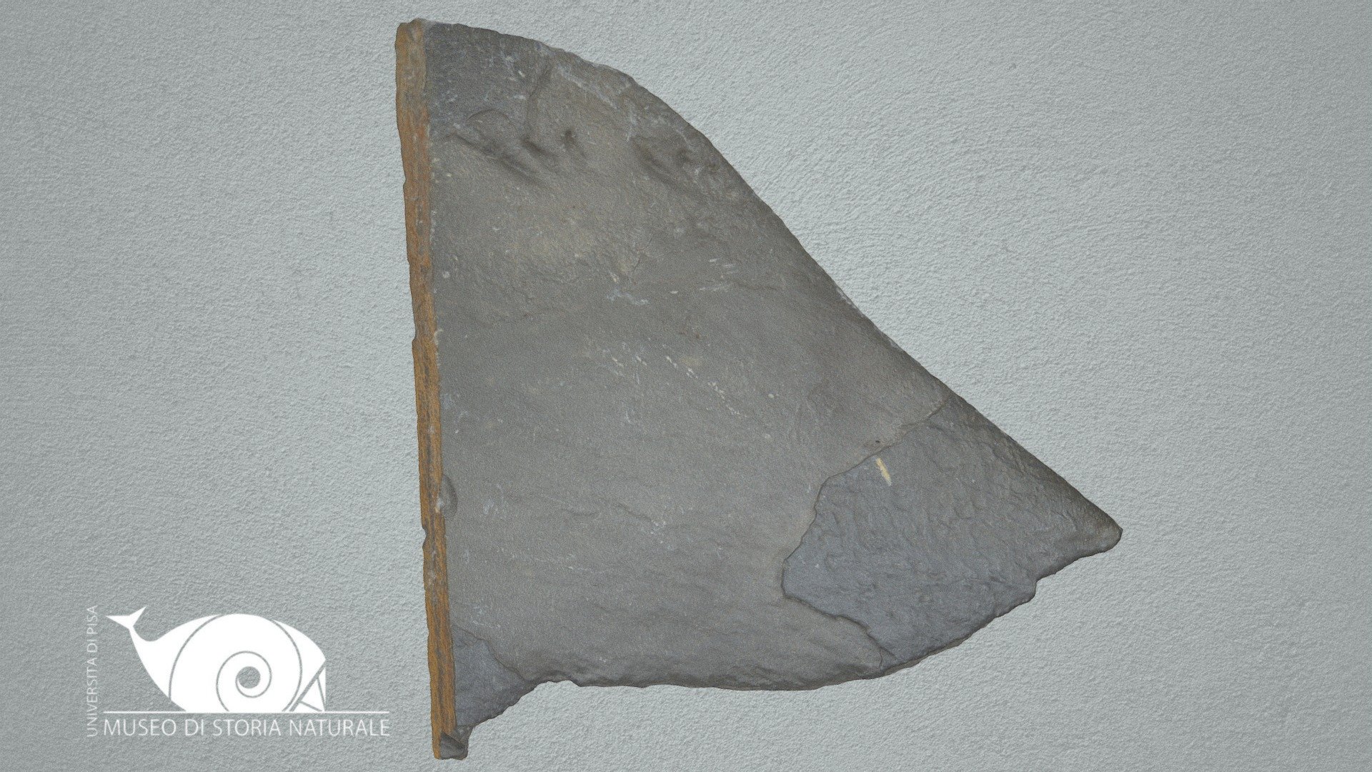 Rhynchosauroides cf. palmatus (fossil footprint) - 3D model by Natural ...