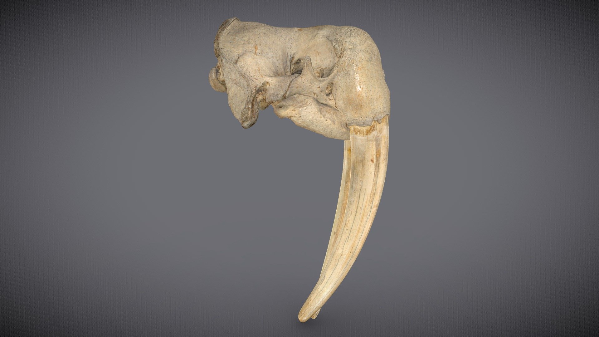 Crâne de morse (sous espèce divergens) - Download Free 3D model by Alienor.org, Conseil des ...