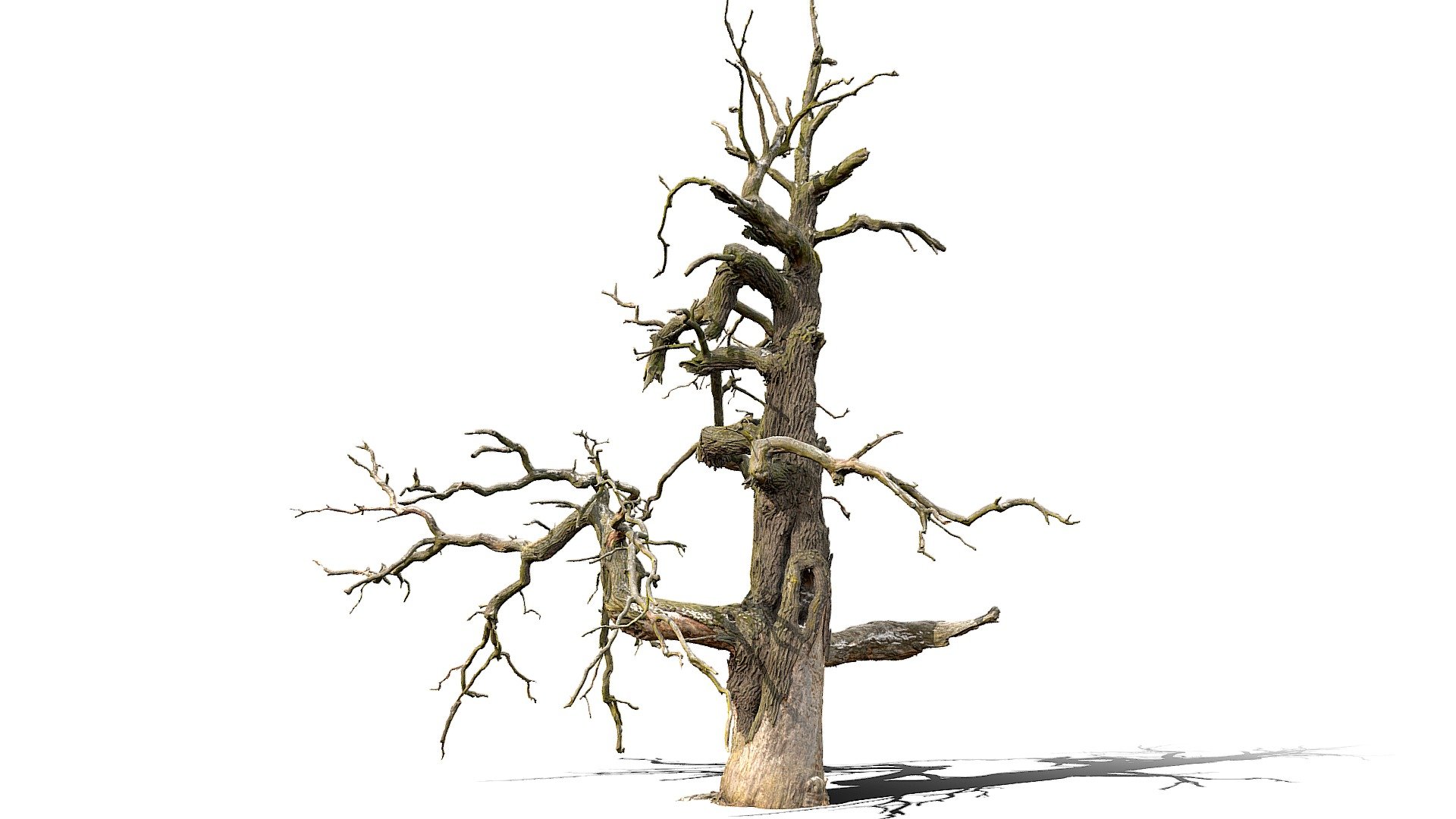 600-year-old dead oak - ENT 05 - 3D model by archiwum_xyz [5cdf791 ...