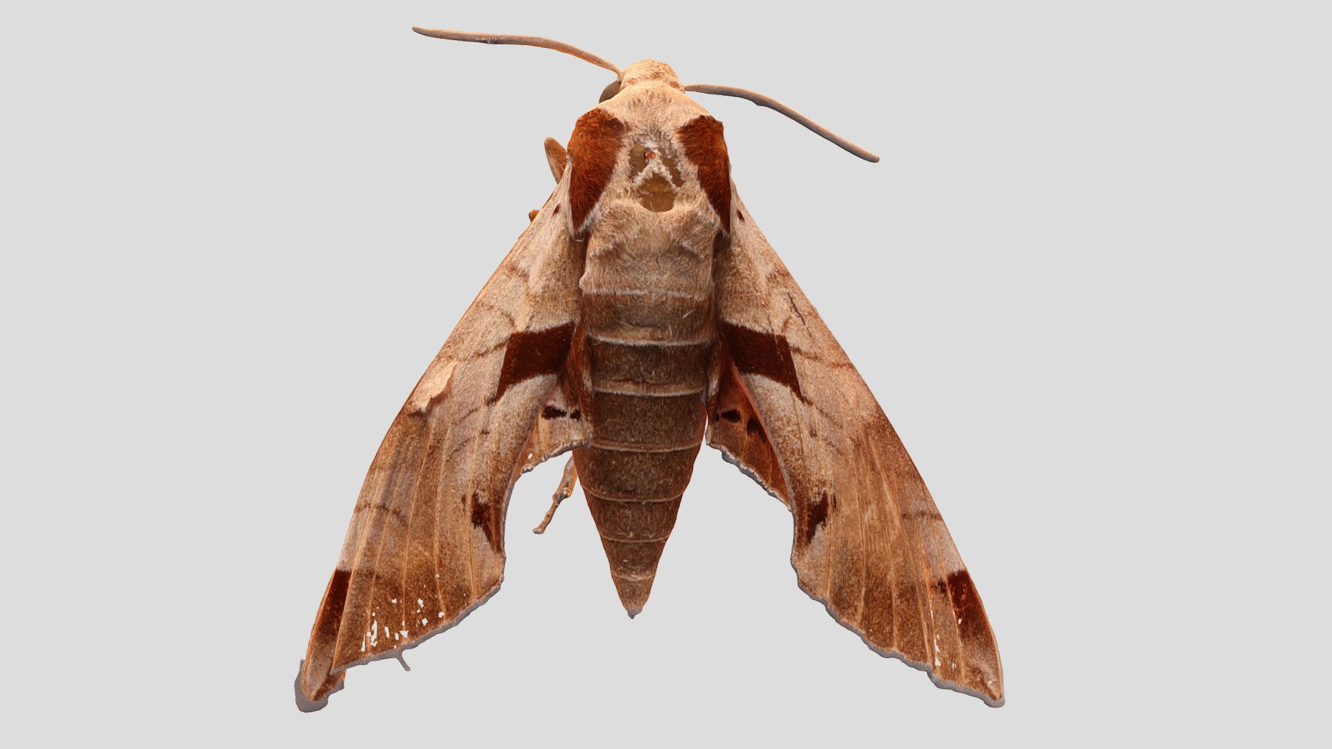 YPM ENT.984763 Lepidoptera: Eumorpha achemon - Download Free 3D model ...