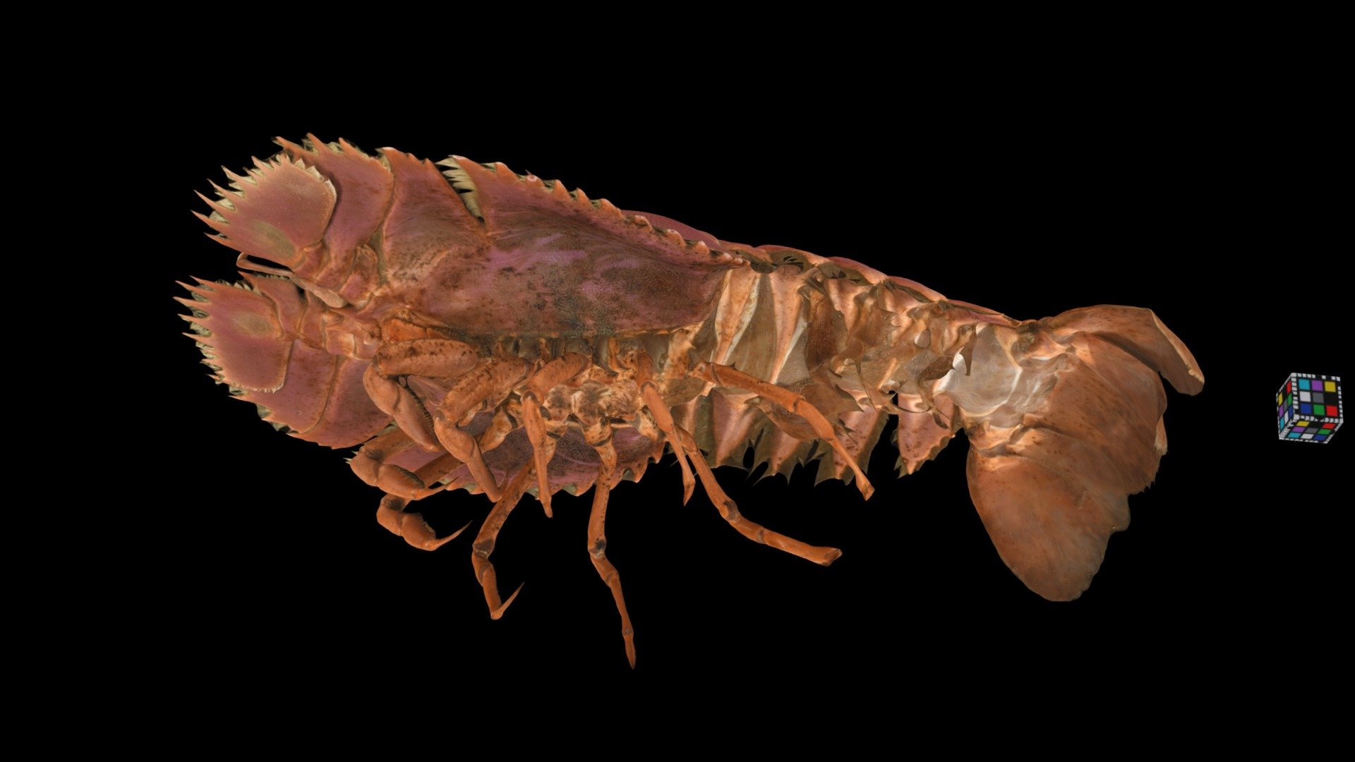 ウチワエビ ♀ Fan Lobster, Ibacuc ciliatus - Download Free 3D model by ffish ...