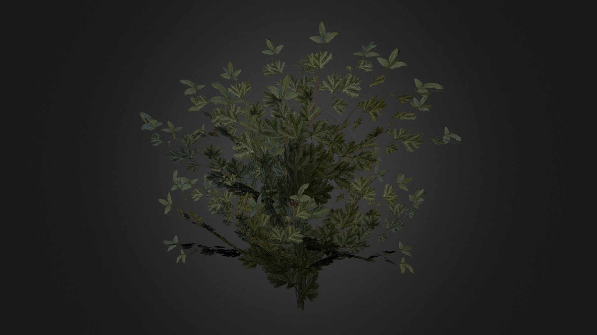 Bush - 3D model by FrancisBouthillier [5cee2a9] - Sketchfab