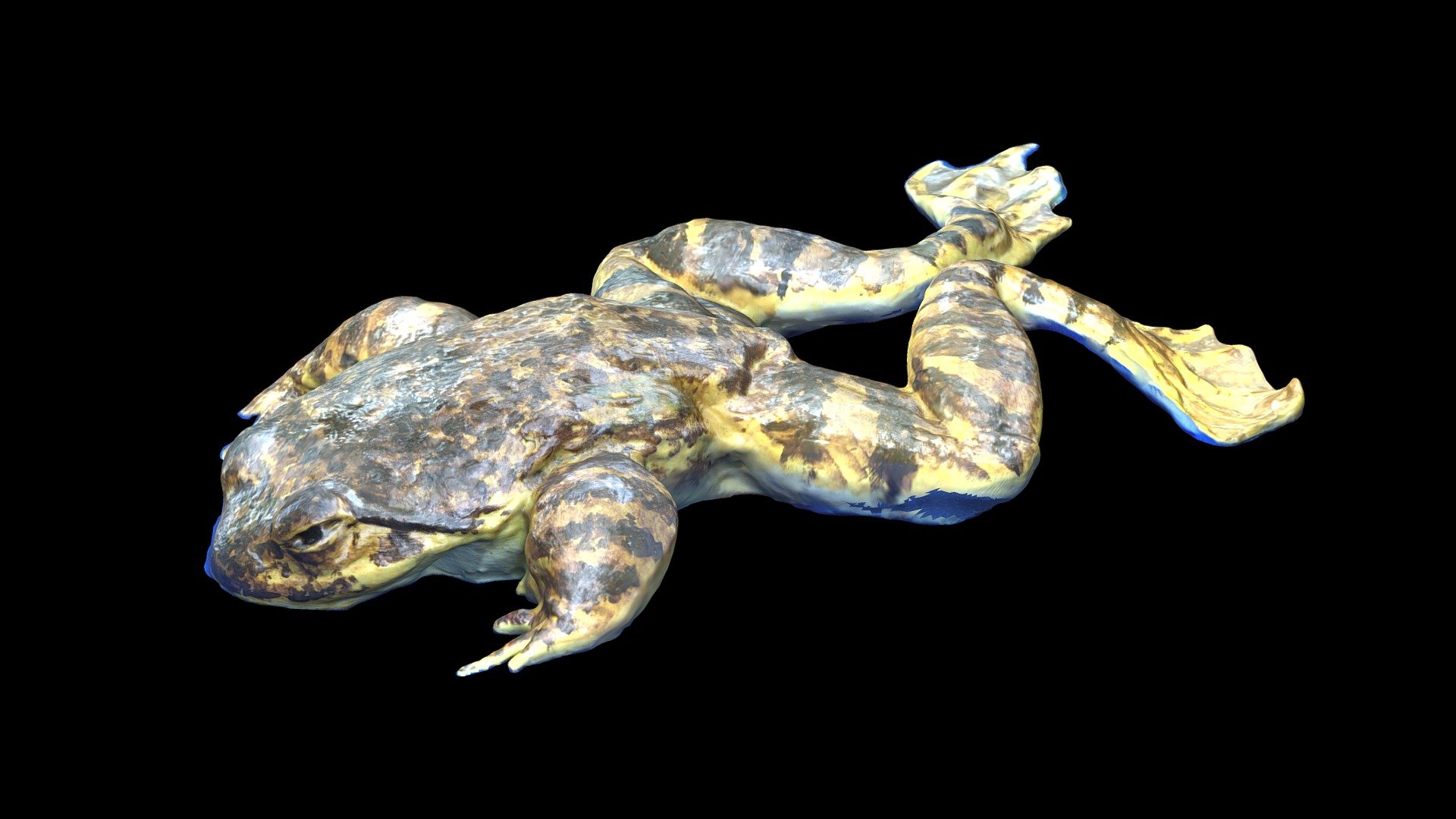 *Rana spinosa* (giant spiny frog) - 3D model by Blackburn Lab (@ufherps) [5ceeea6] - Sketchfab