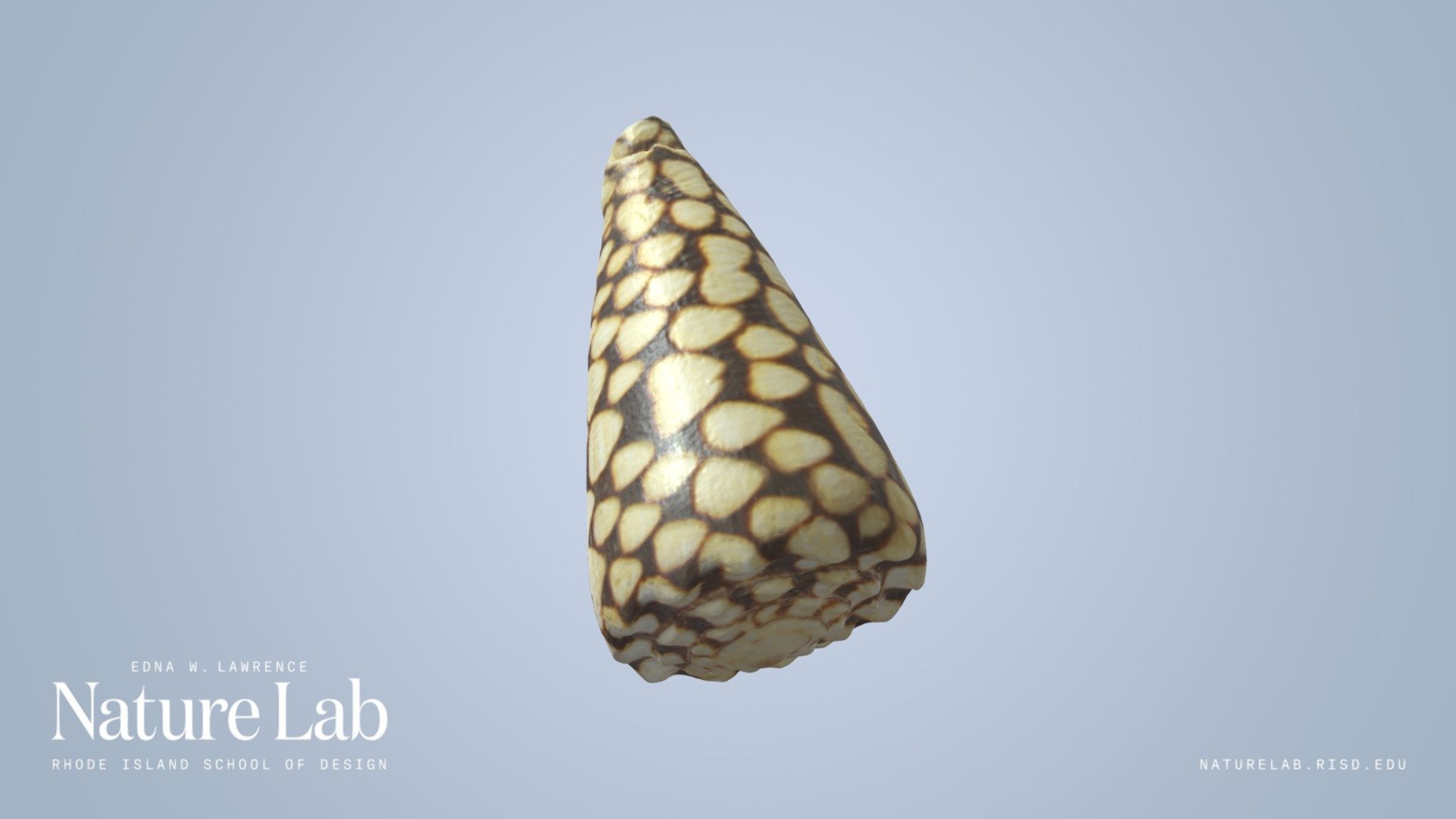 Marble Cone Shell - Download Free 3D model by RISD Nature Lab ...