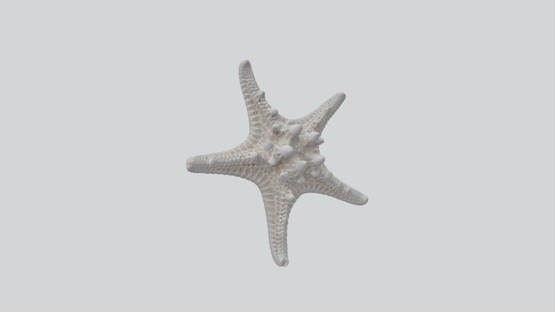 Estrella de mar (Asteroidea) - 0 - 3D model by Laboratorio de Arte ...