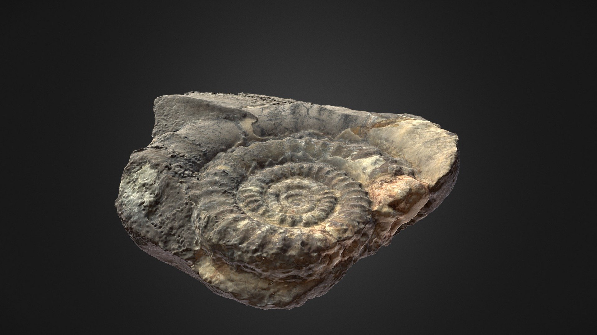 MH SK R.A.7.2a Fossilized Ammonite - 3D model by laurashea [5cf8606 ...