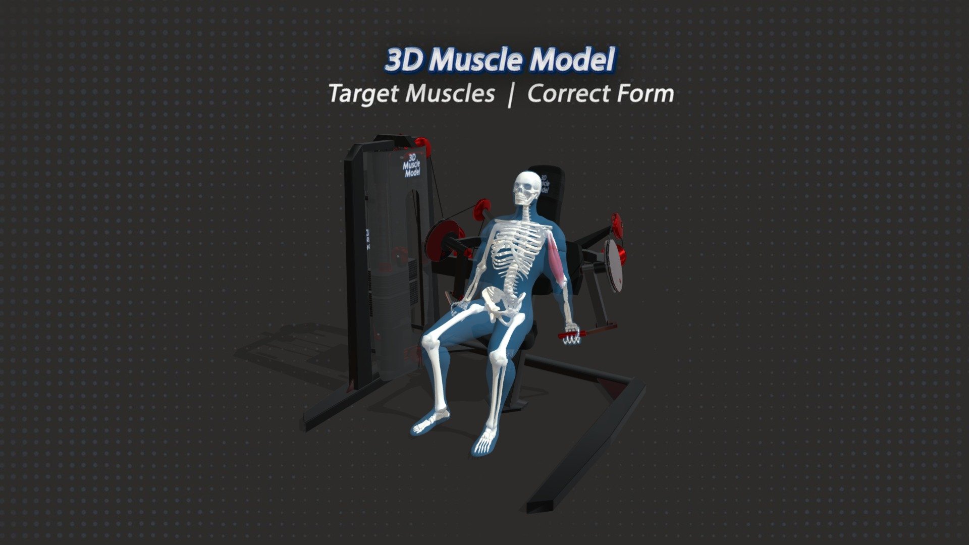92. Cable Loaded Bicep Curl - 3D model by Mike - 3D Muscle Model (@mikeshortall1991) [5cfadae ...
