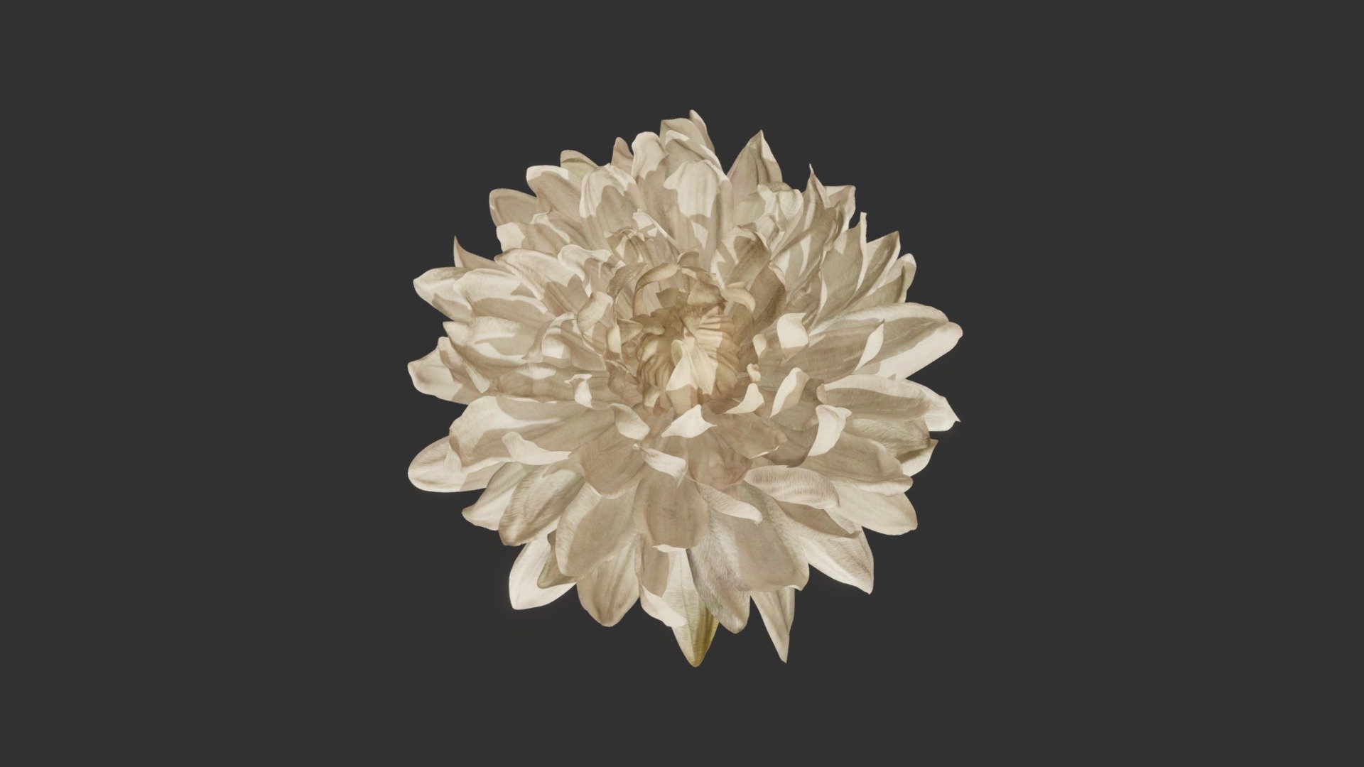 Dry Dahlia - 3D model by GGGP (@gggp999) [5cfbde3] - Sketchfab
