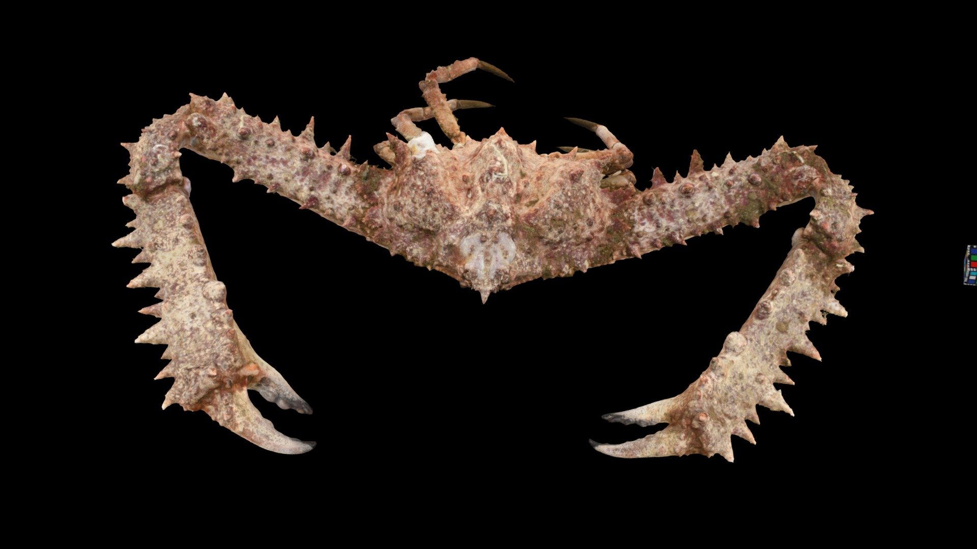 ヒシガニ Elbow Crab, Parthenope validus - Download Free 3D model by ffish ...