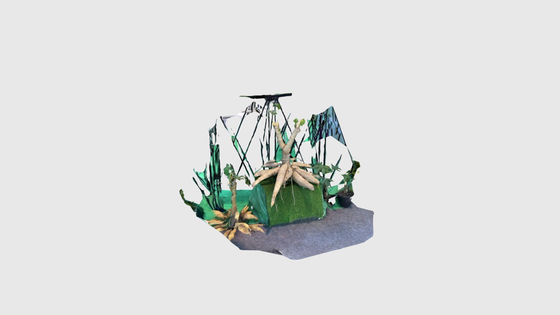 cassava test - Download Free 3D model by panithi [5d00d45] - Sketchfab