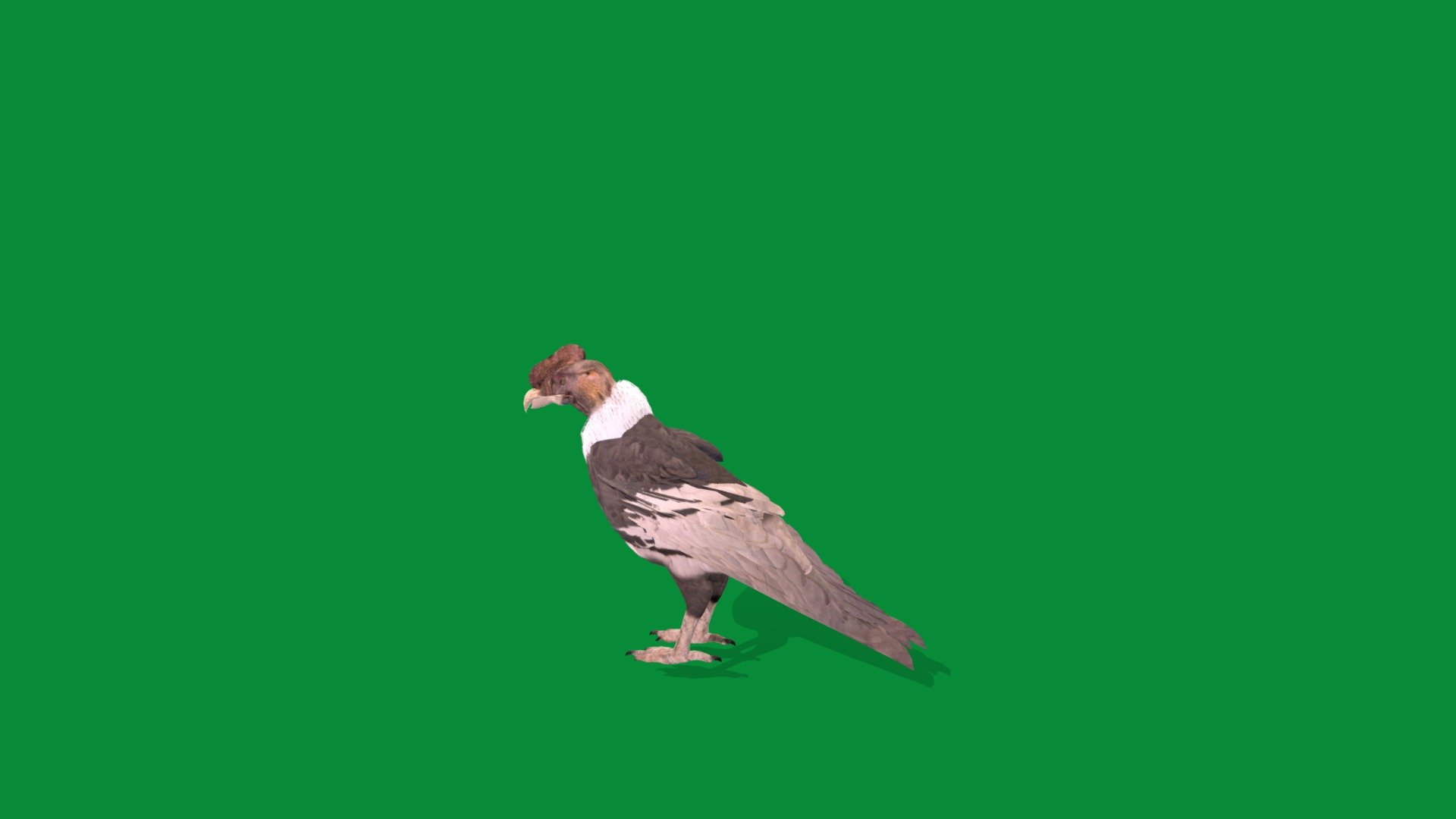 Andean Condor Bird (Low poly) - Buy Royalty Free 3D model by ...