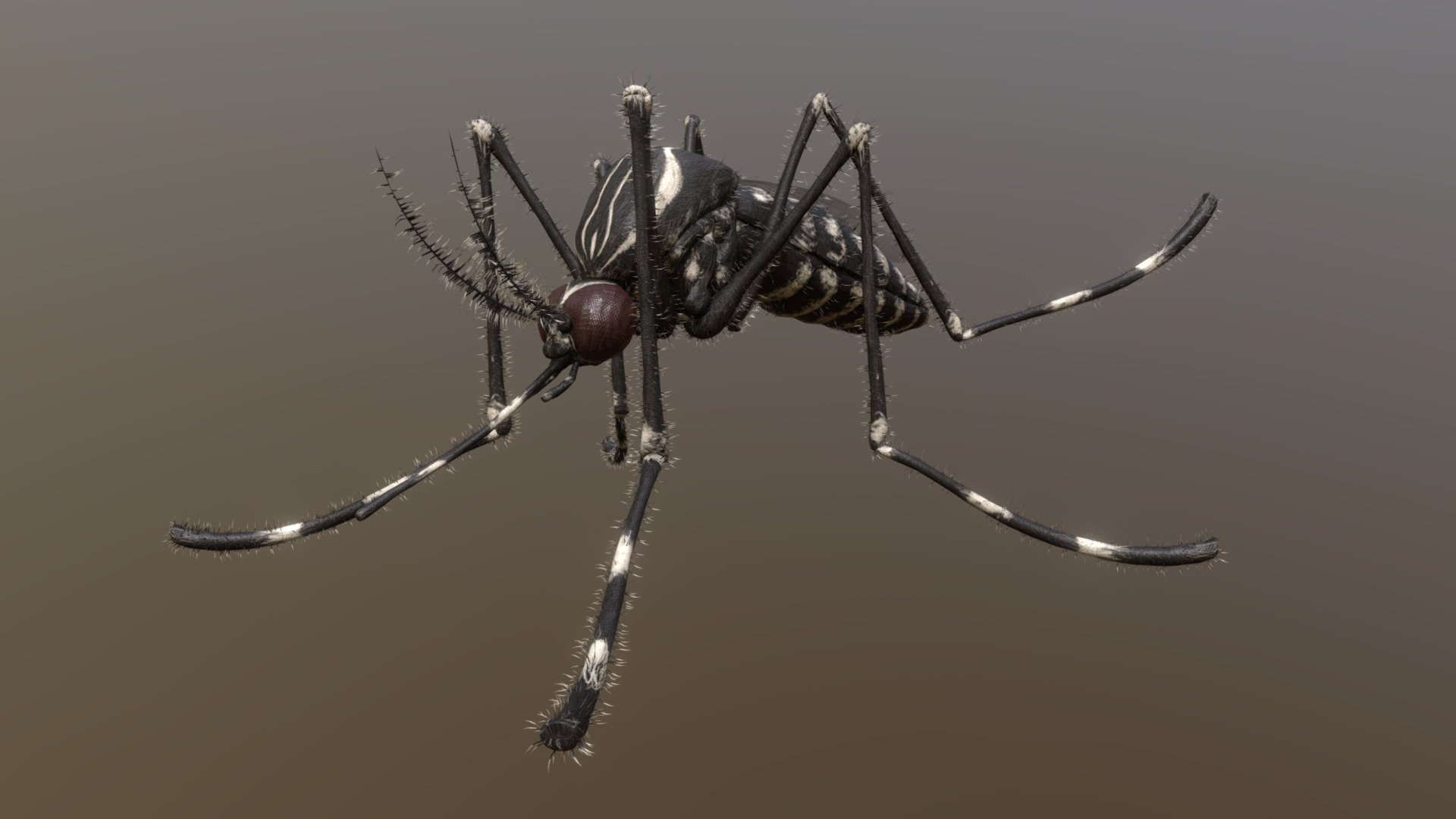 Aedes albopictus (Real time model) - 3D model by IH3D (@emu1212) [5d09f20] - Sketchfab