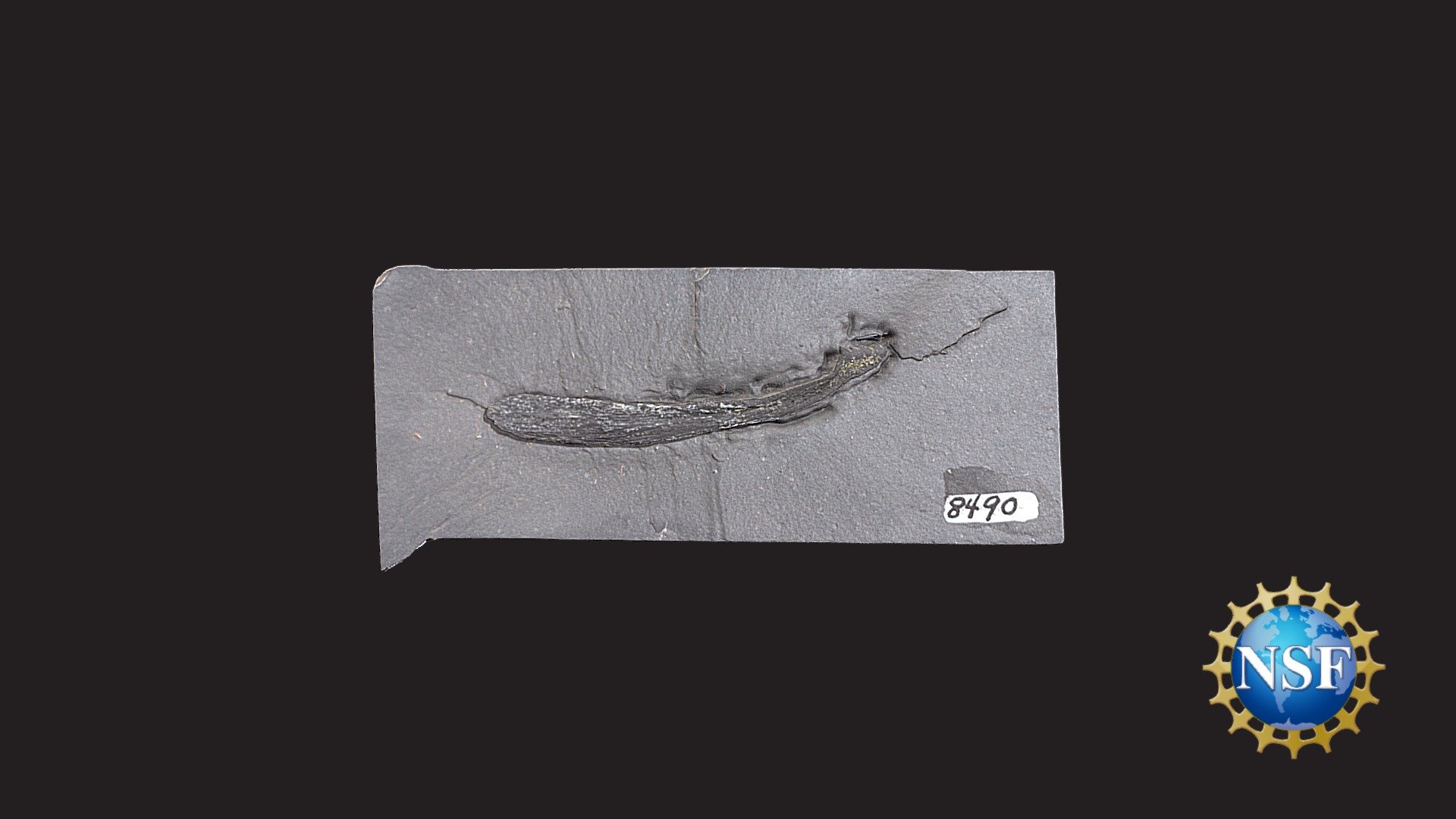 CMNH 8490 Micro Arthrodire Infragnathal - 3D model by Cleveland Museum ...