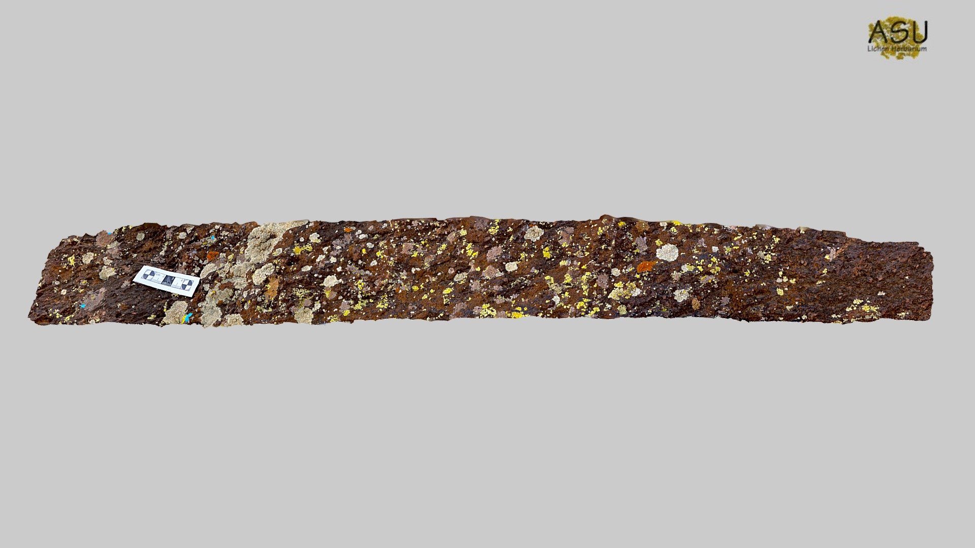 Lichens at Deer Valley (2021-11-03) - Download Free 3D model by Arizona ...