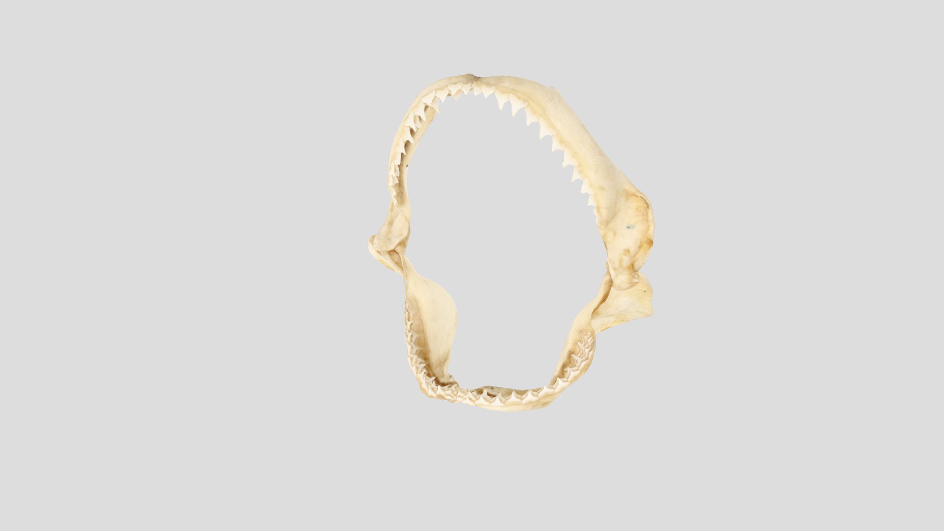 Jaws #5 - 3D model by SMA-UniGe [5d0eb9a] - Sketchfab