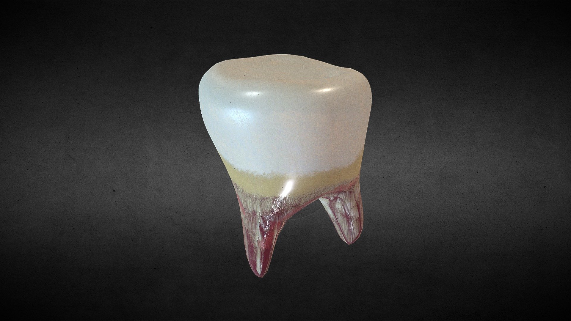 Tooth - 3D model by Jake Doherty (@ThatManStudios) [5d13558] - Sketchfab