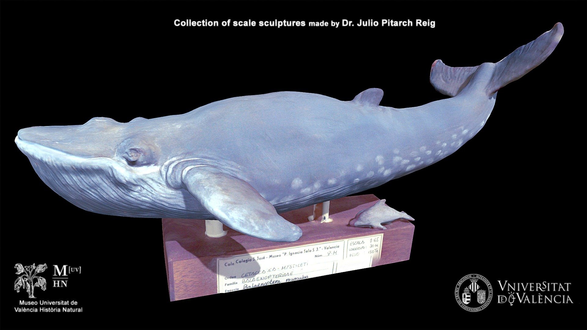 Fin whale or blue whale (Balaenoptera musculus) - Download Free 3D ...